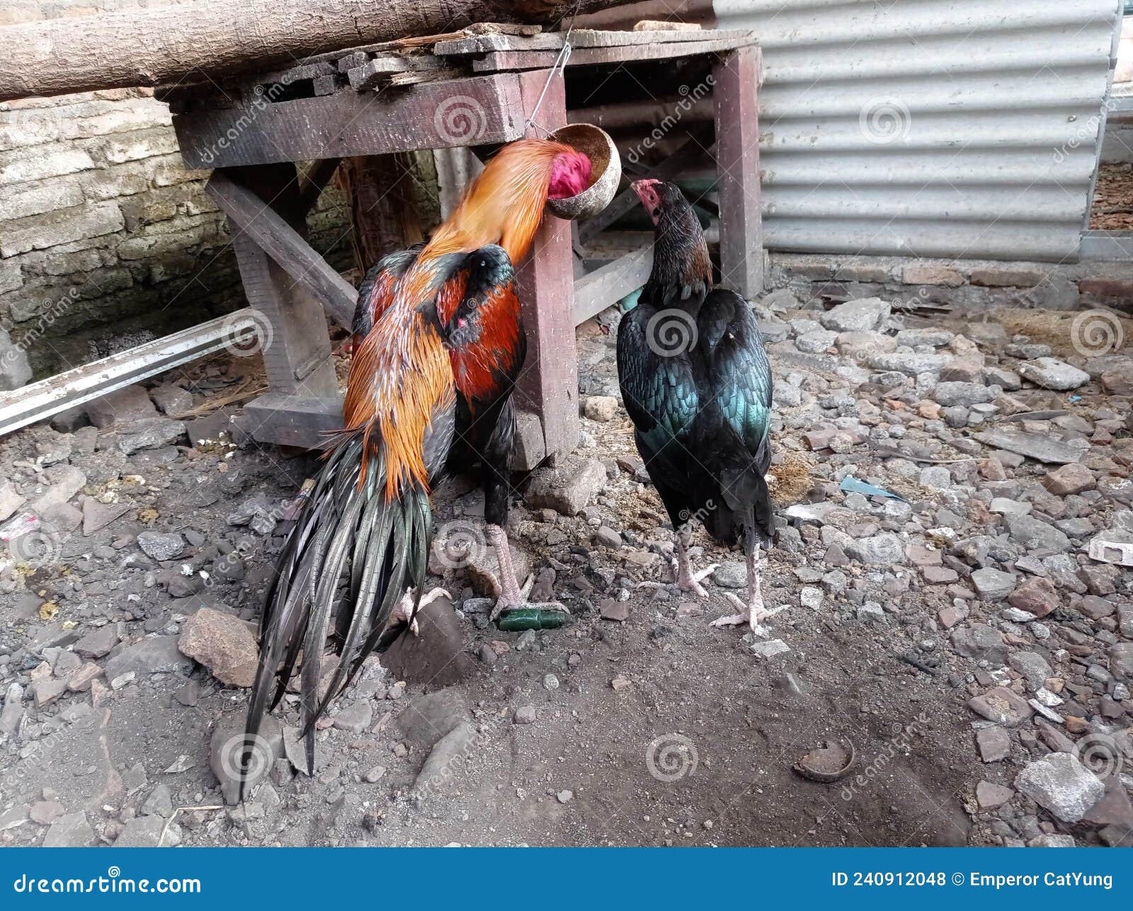 A Pair Rooster and Hen Breakfast in Coop Stock Photo - Image of pair ...