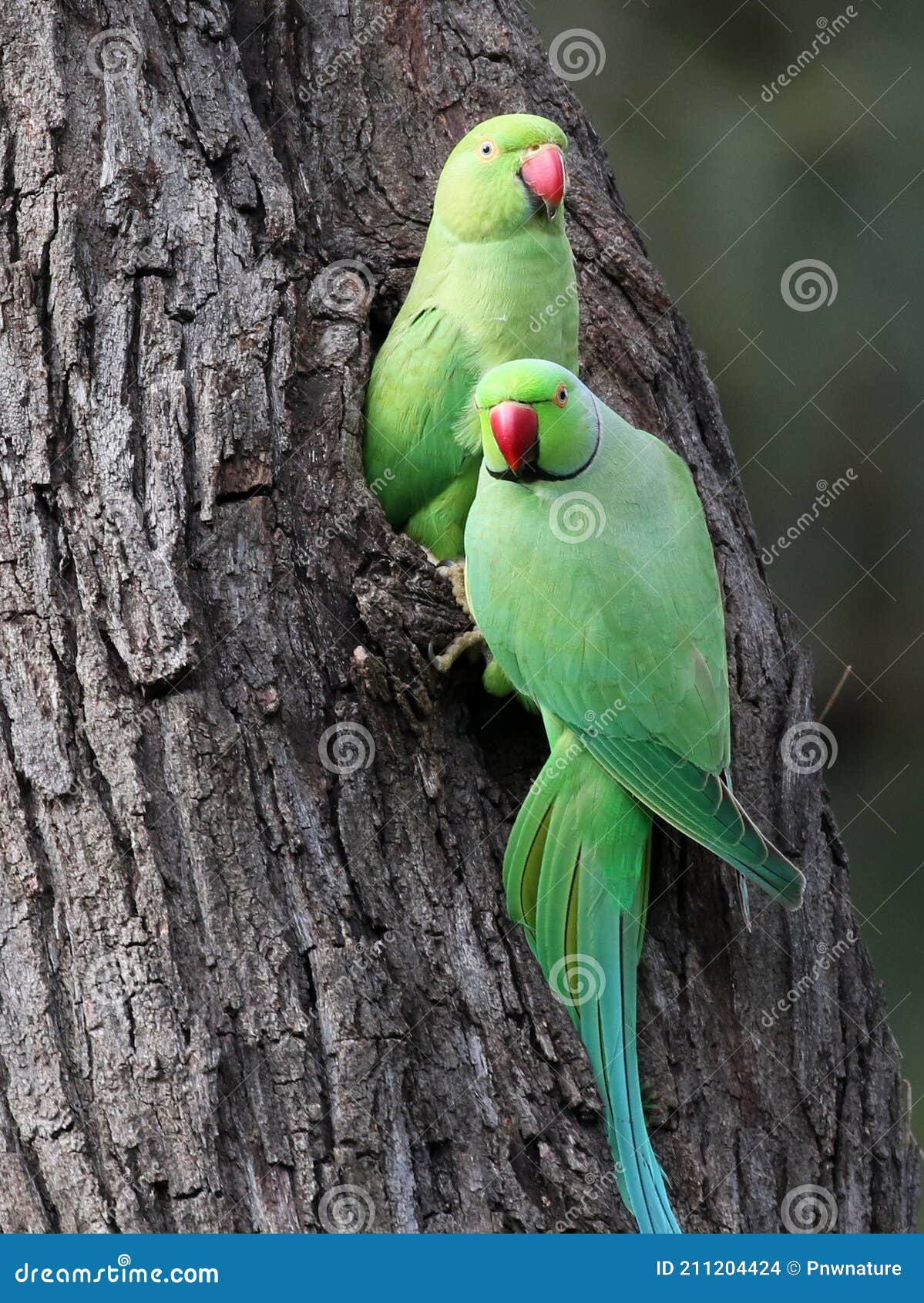 Pair of Rose-ringed Parakeets at a Nest Stock Photo - Image of nesting ...