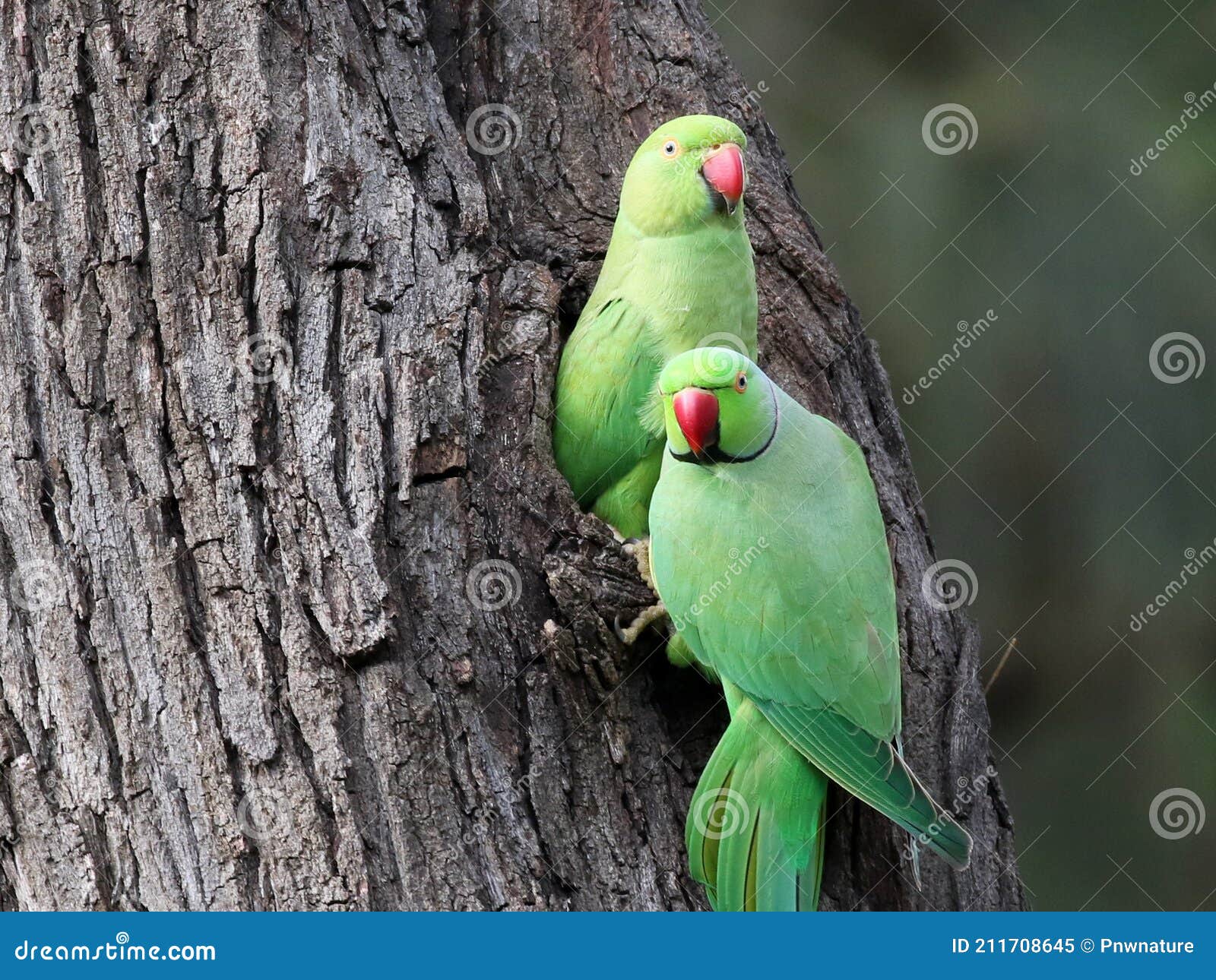 Pair of Rose-ringed Parakeets Stock Image - Image of roseringed ...
