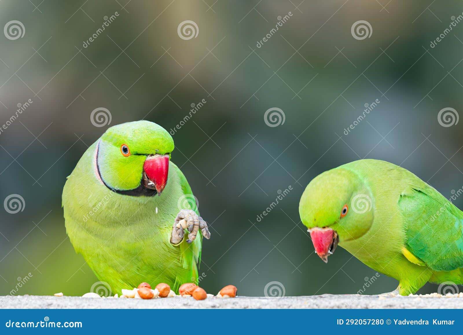 A Pair of Rose Ringed Parrots Stock Photo - Image of ringed, feather ...