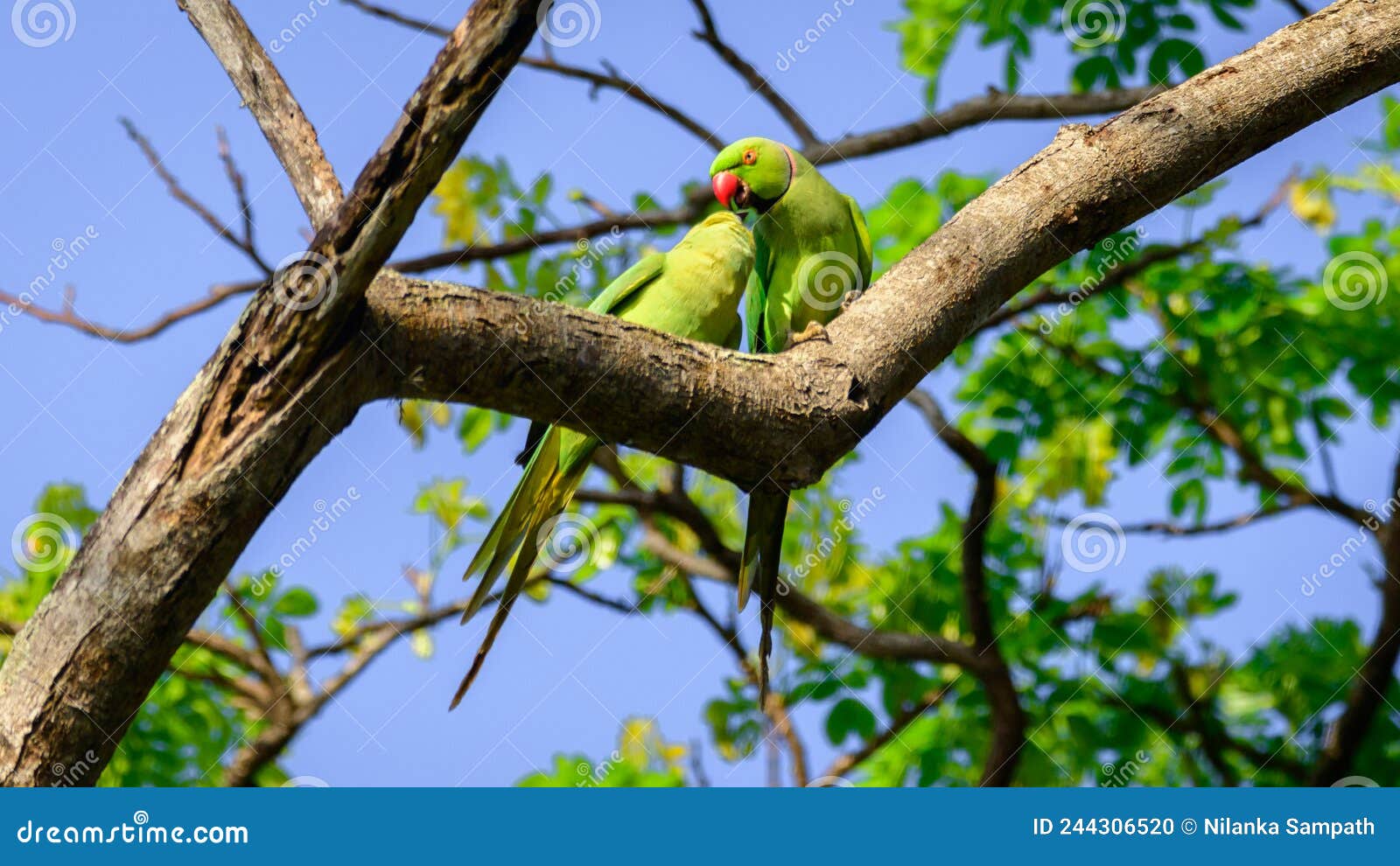 Pair of Rose Winged Parakeet Kissing High Up on a Tree Branch Stock ...