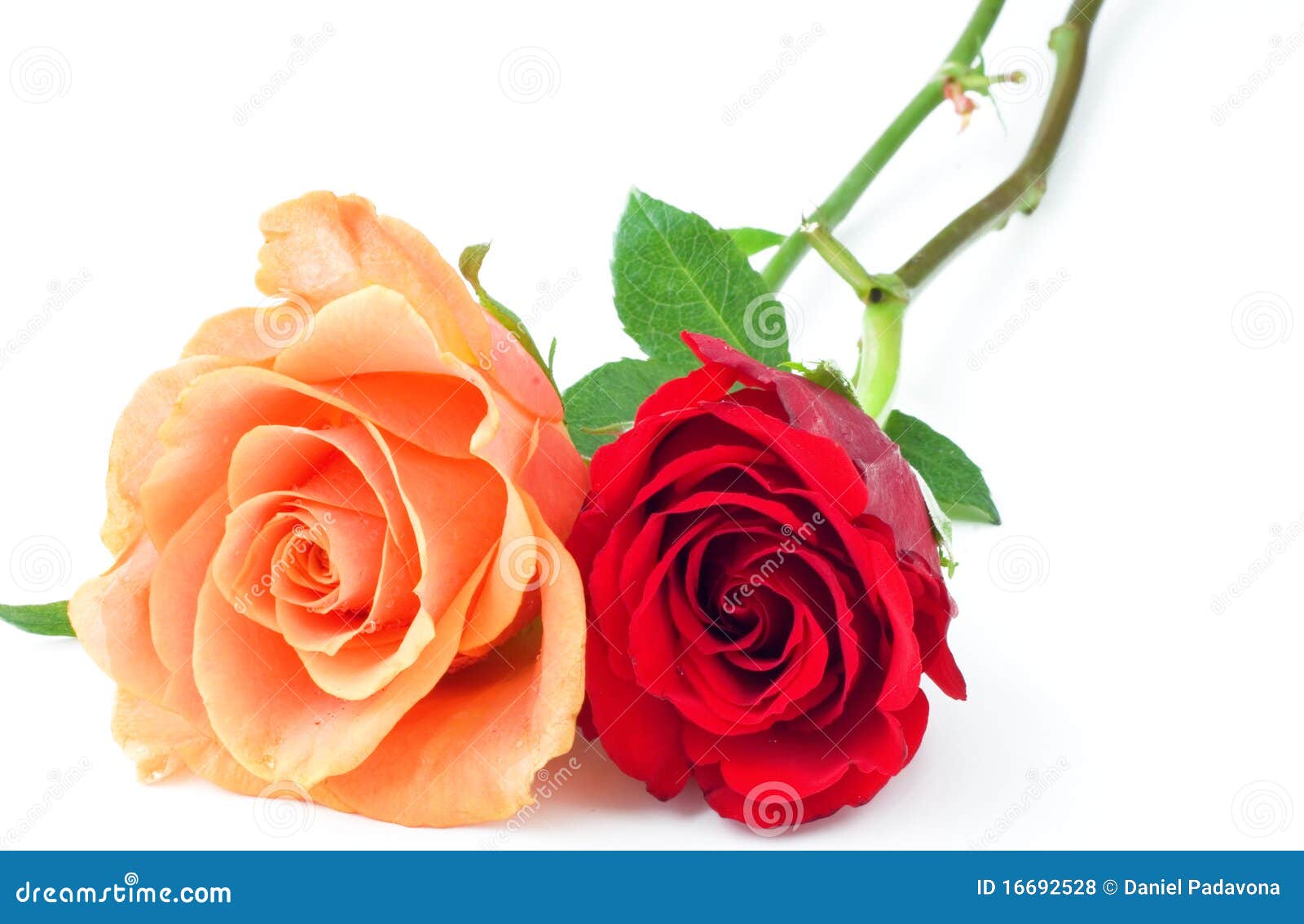 Pair of Roses stock photo. Image of rose, love, affection - 16692528