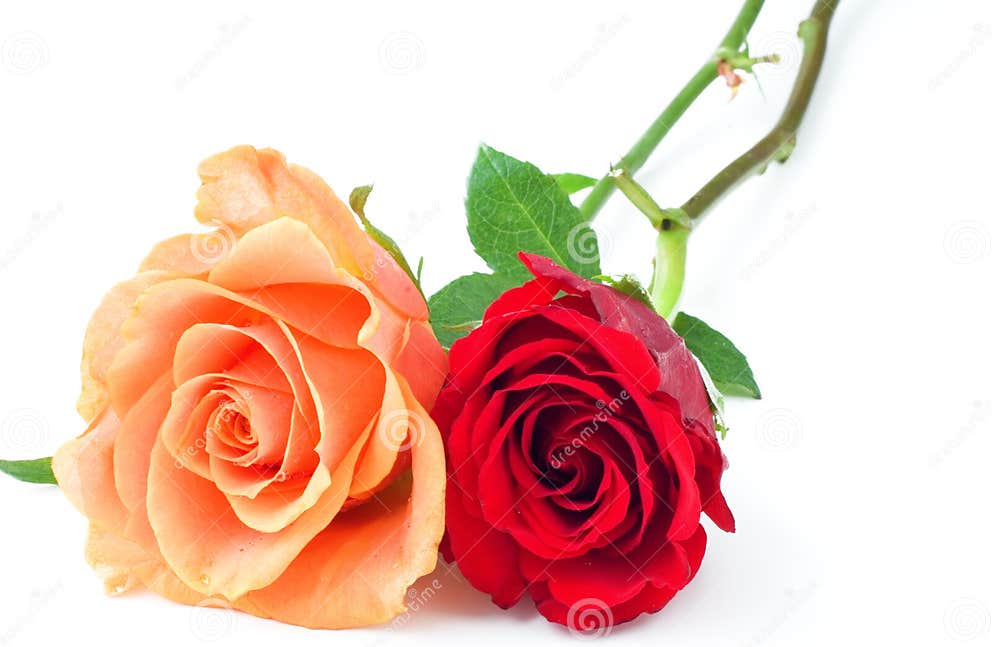 Pair of Roses stock photo. Image of rose, love, affection - 16692528