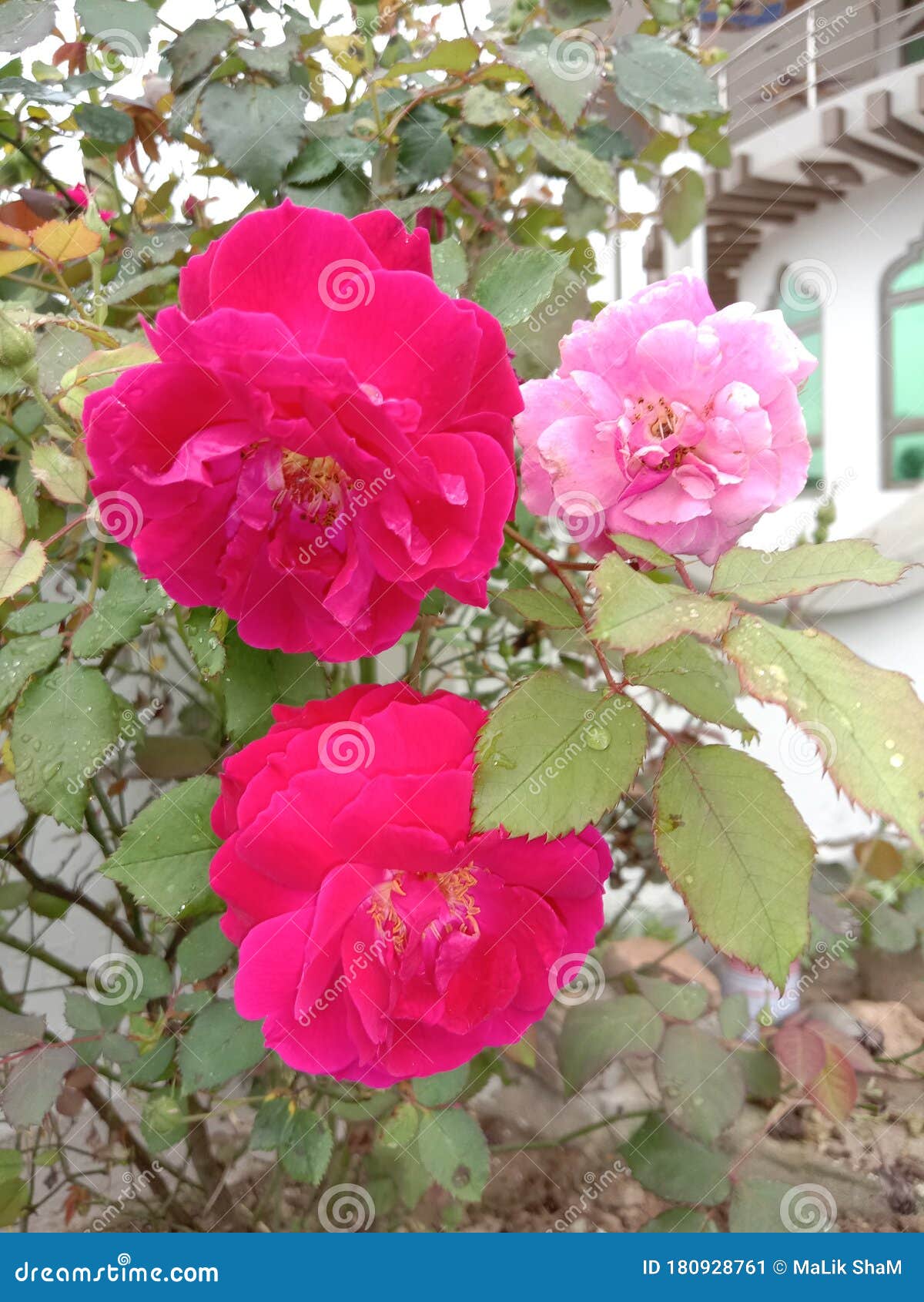 Pair of roses stock image. Image of pink, roses, pair - 180928761