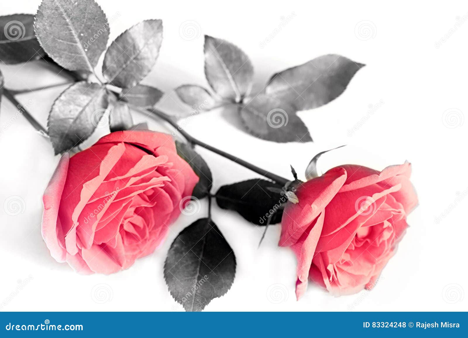 Pair of roses stock photo. Image of nature, flower, gothic - 83324248