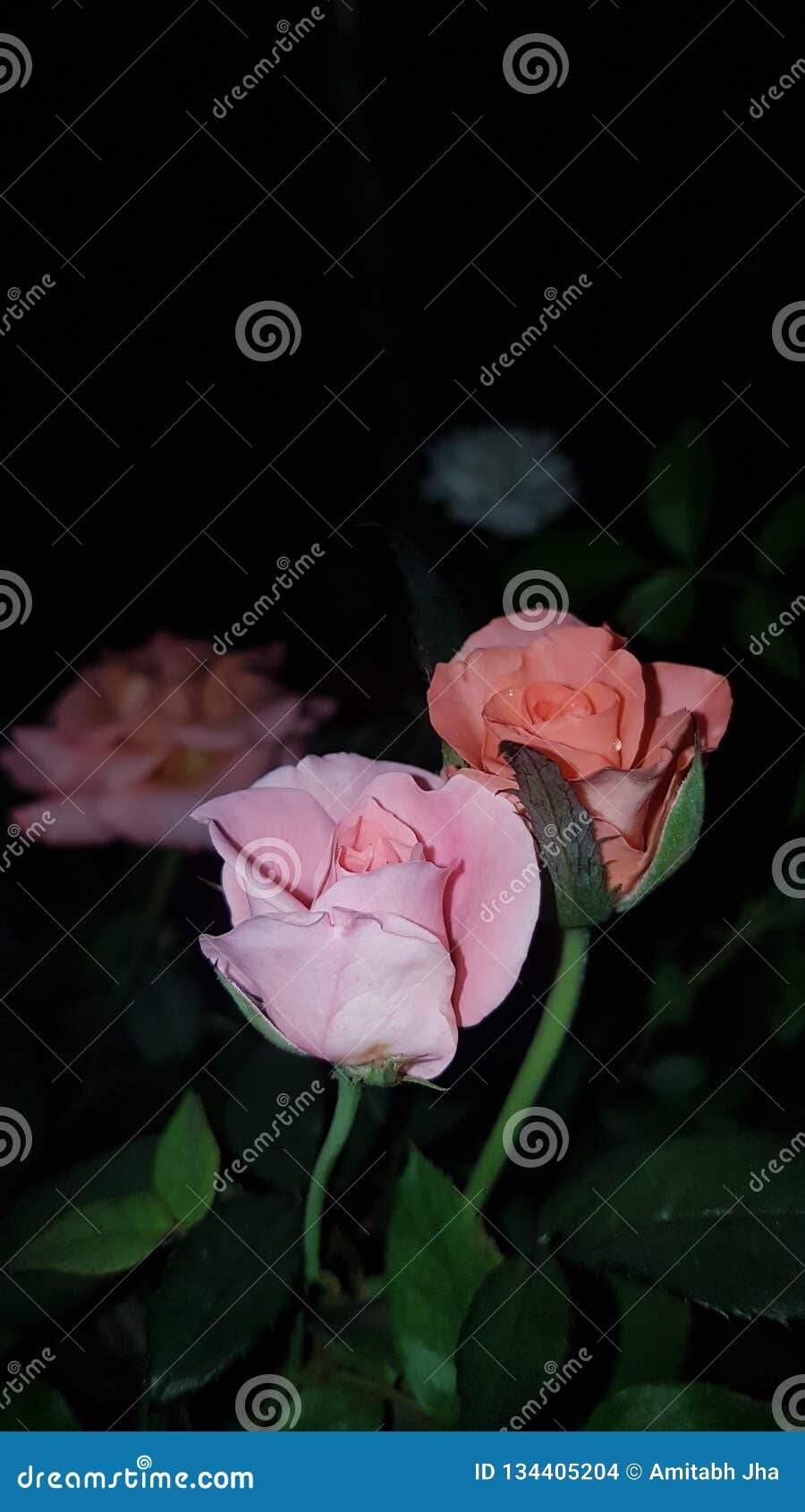 Pair of Roses stock photo. Image of coloured, shrub - 134405204