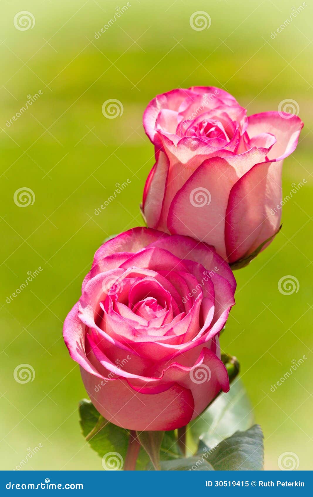 Pair of Roses stock image. Image of plant, blossom, flora - 30519415