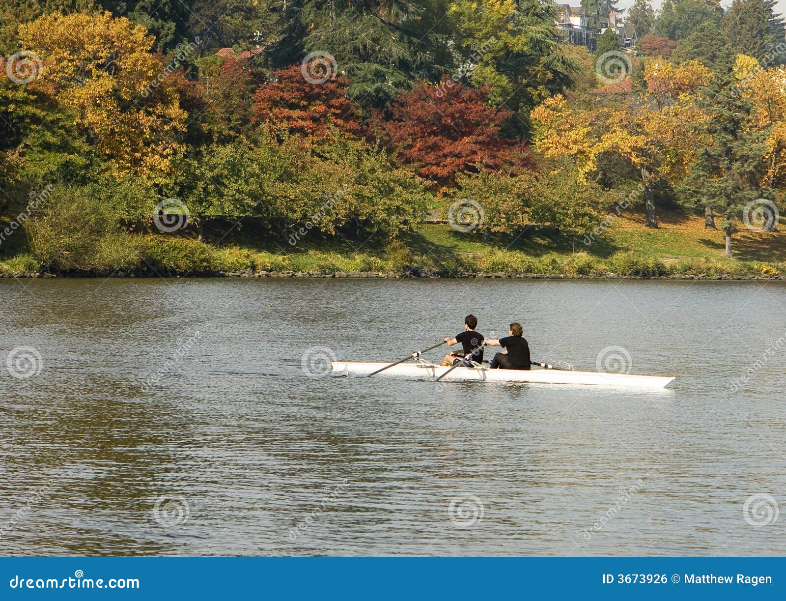 Pair Rowing in Autumn stock photo. Image of team, autumn - 3673926