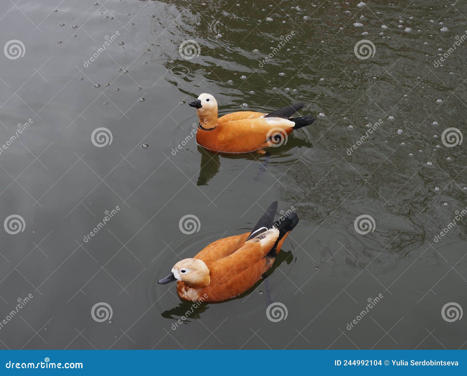 A Pair of Ruddy Shelducks Standing in the Water Stock Photo - Image of ...