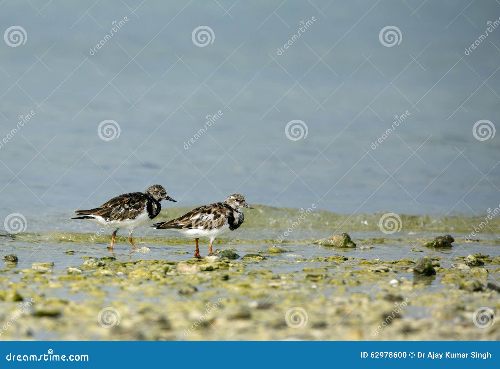 A pair of Ruddy Turnstone stock photo. Image of animal - 62978600