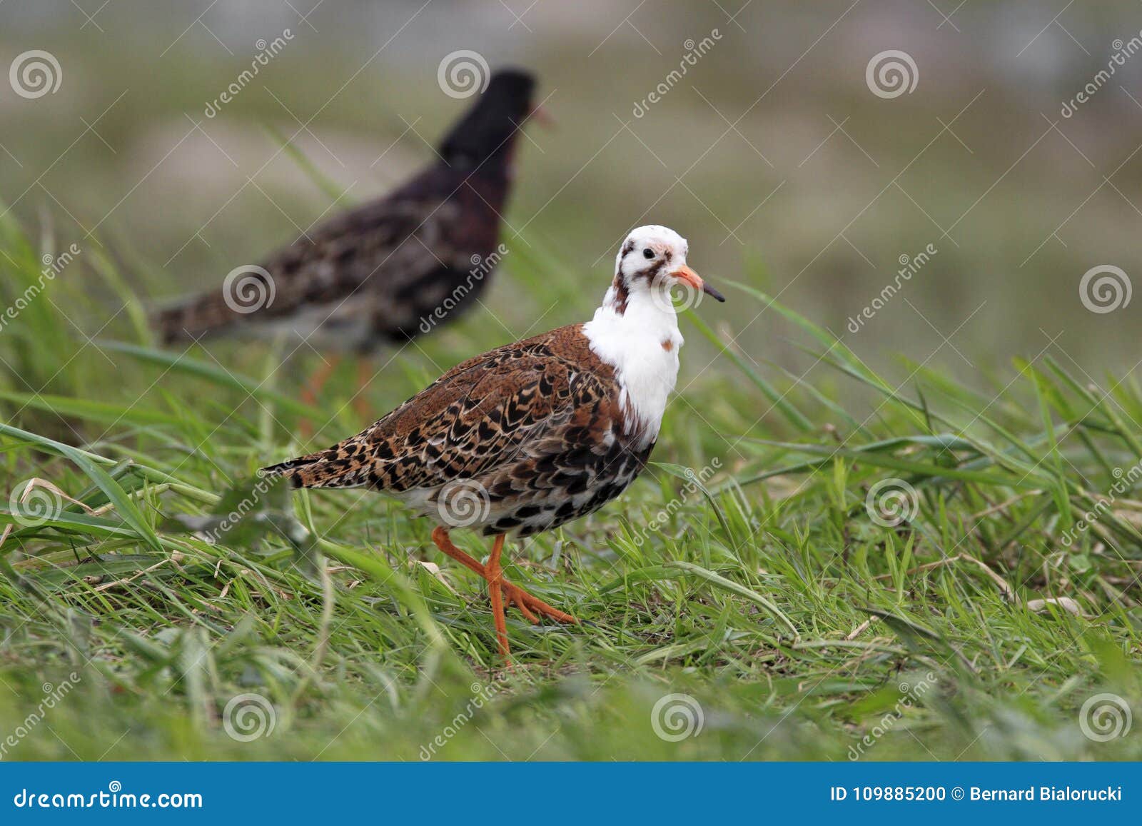 Pair of Ruff Birds on Grassy Wetlands during a Spring Nesting Pe Stock ...