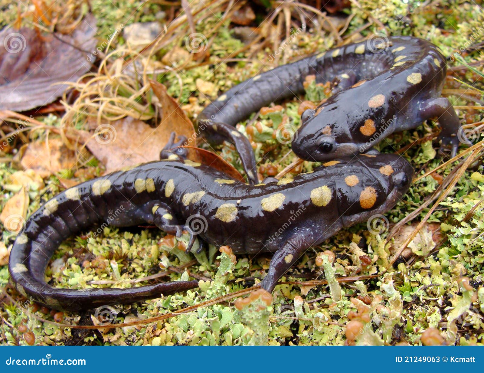 A pair of salamanders stock image. Image of pond, ambystoma - 21249063