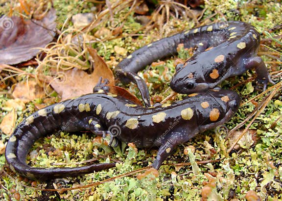 A pair of salamanders stock image. Image of pond, ambystoma - 21249063