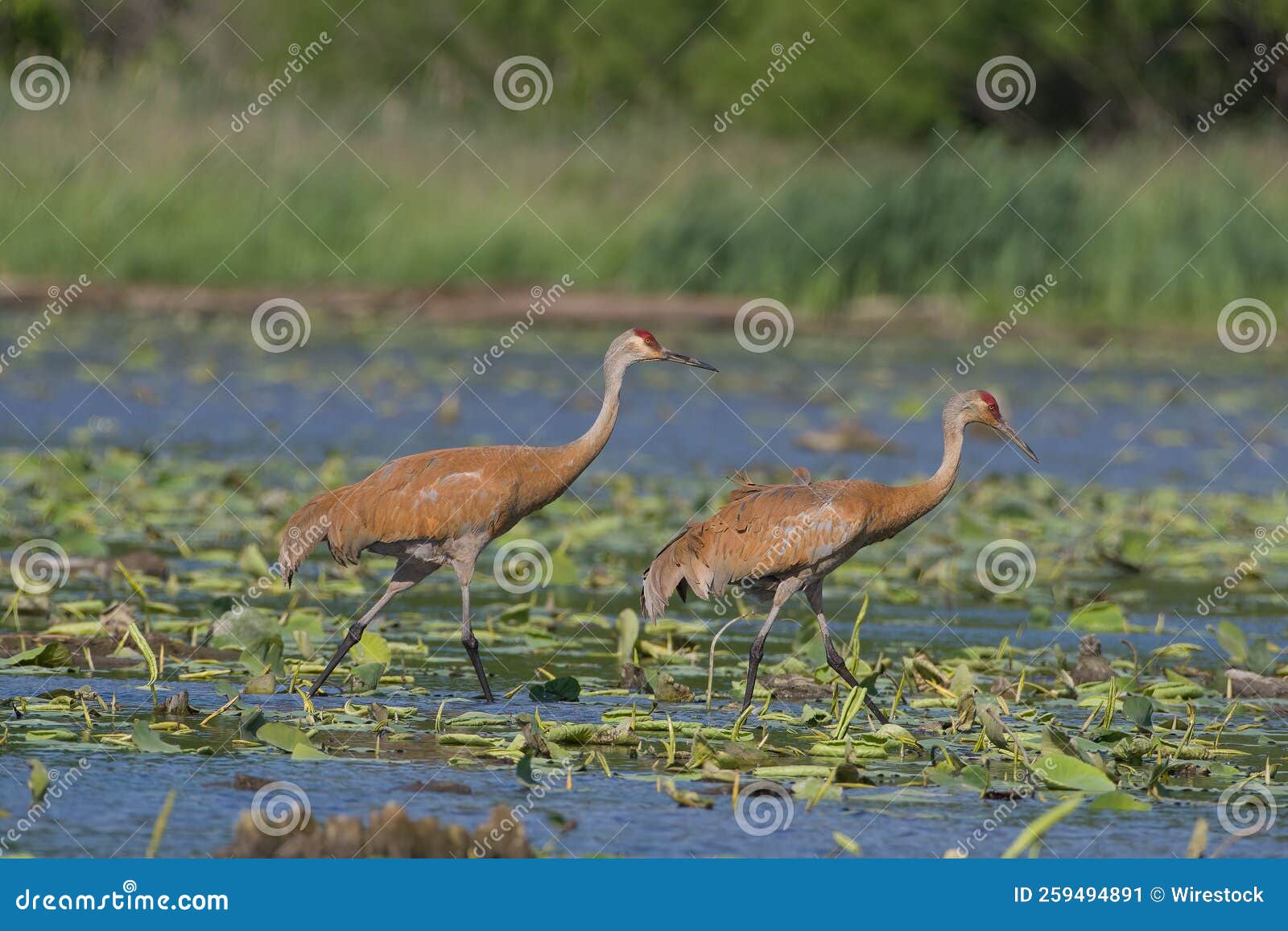 Pair of Sandhill Cranes Foraging in Wetland Stock Image - Image of lake ...