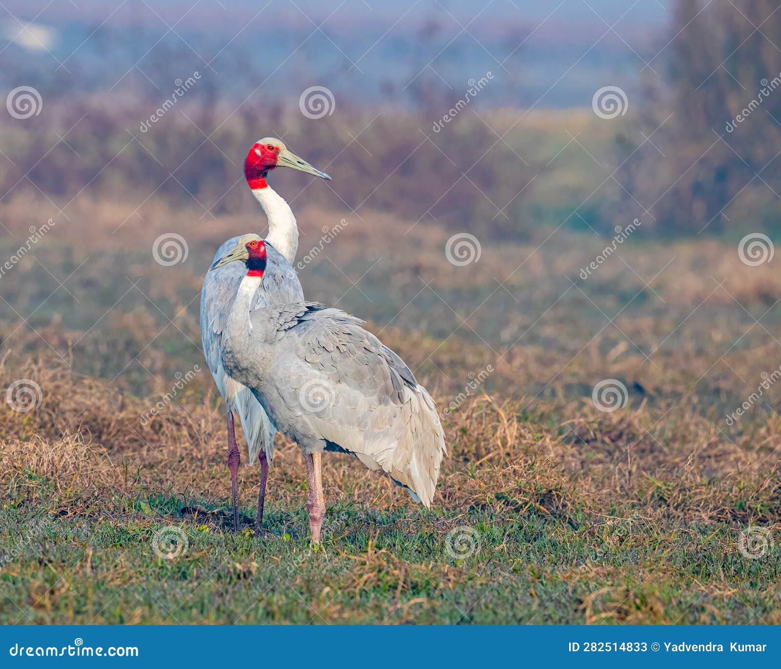 A pair of Sarus Crane stock image. Image of heritage - 282514833