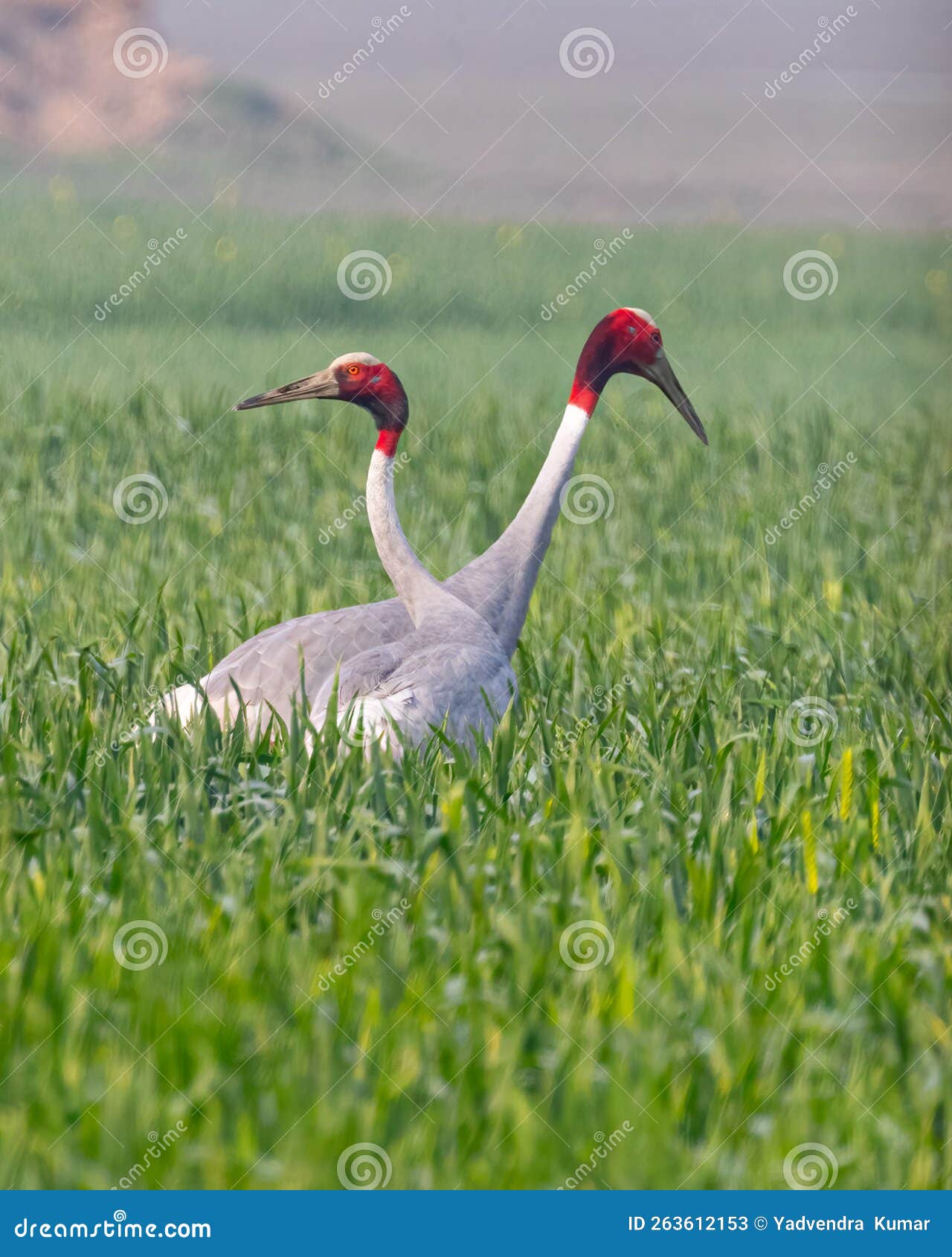 A pair of Sarus Crane stock image. Image of grey, scenic - 263612153