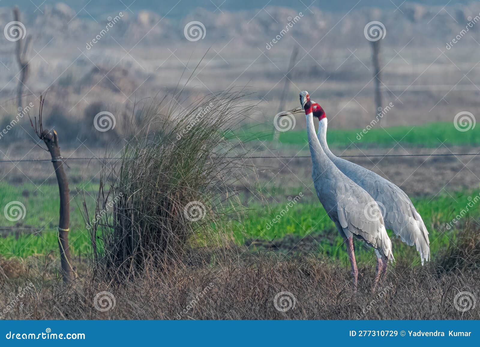 A pair of Sarus Crane stock image. Image of ornithology - 277310729