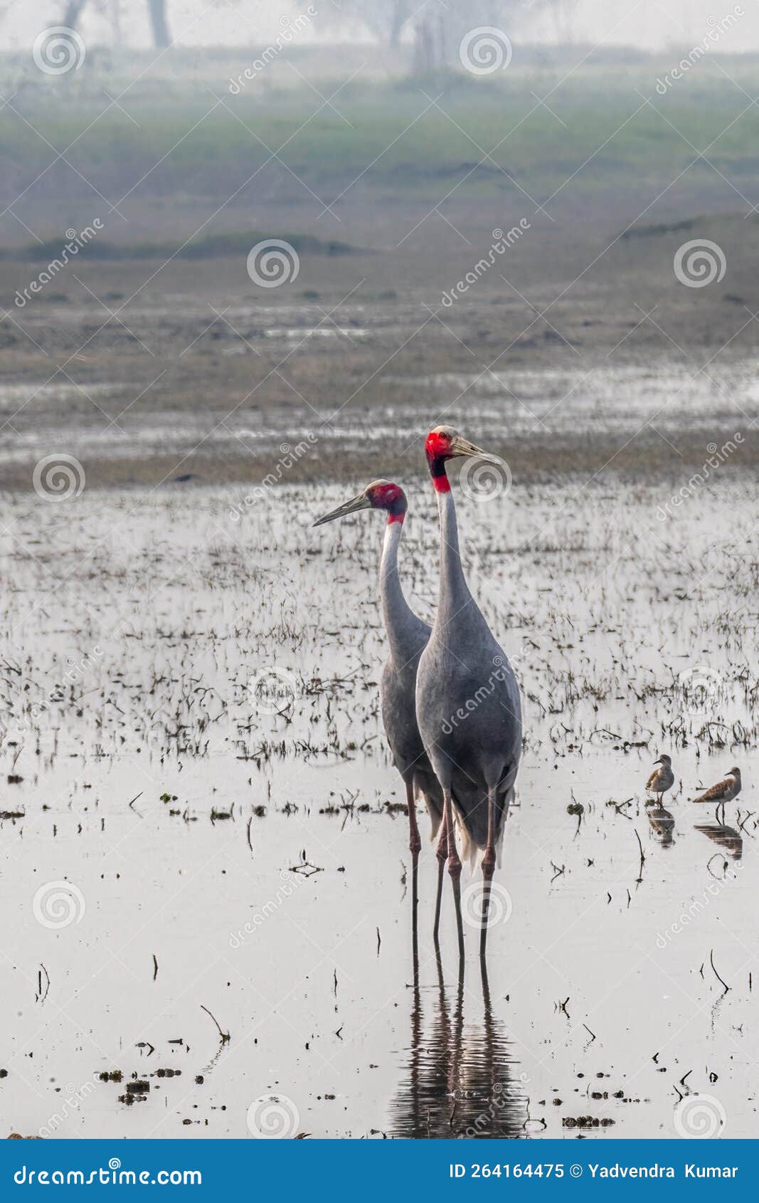 A Pair of Sarus Cranes Looking Around Stock Image - Image of white ...