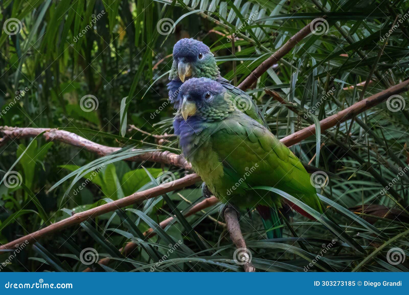Pair of Scaly-headed Parrots Stock Image - Image of couple, green ...