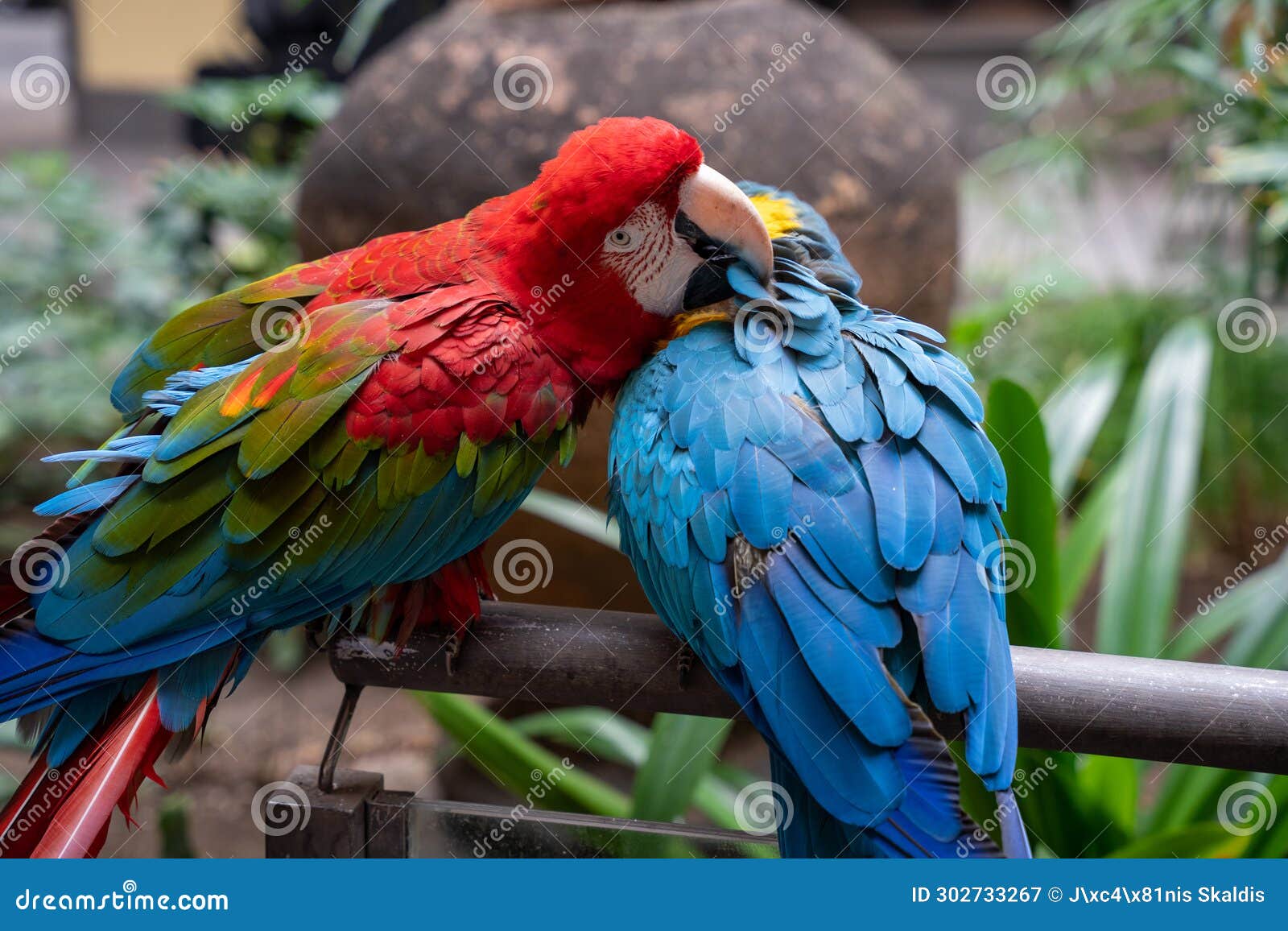 Pair of Scarlet Macaws (Ara Ararauna Stock Image - Image of beak, wildlife: 302733267