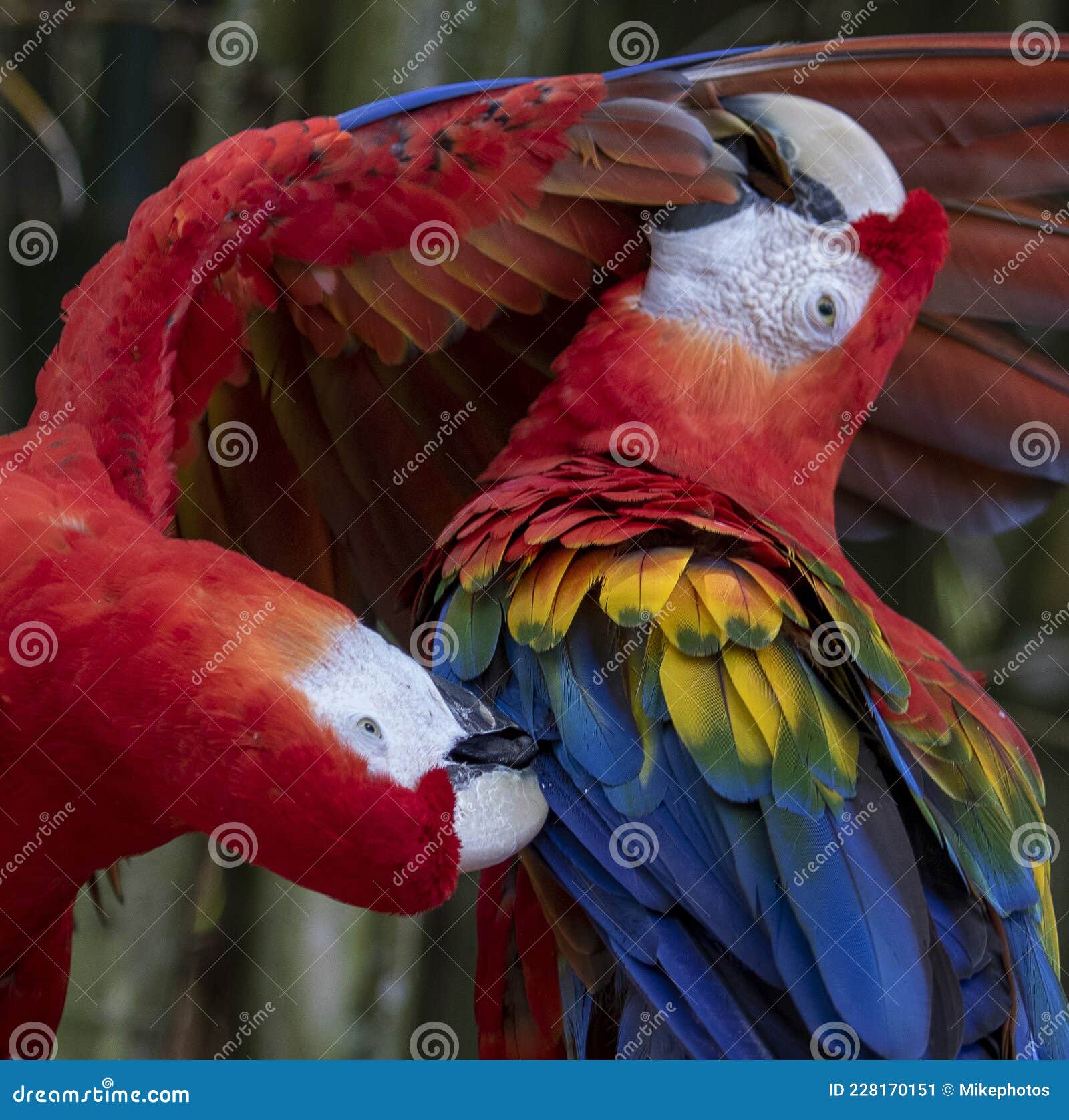 Scarlet Macaws Preening in Brevard Zoo Editorial Photo - Image of ...