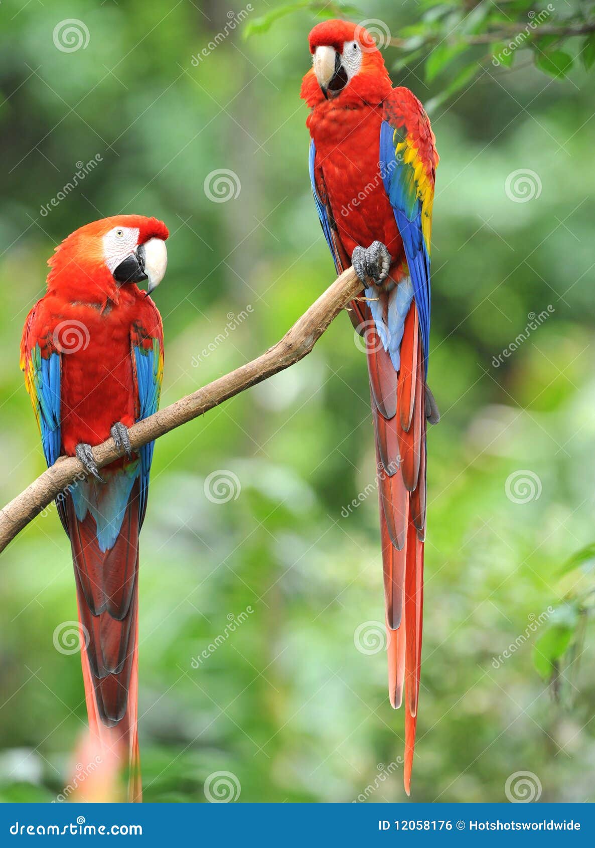 Scarlet Macaw Pair
