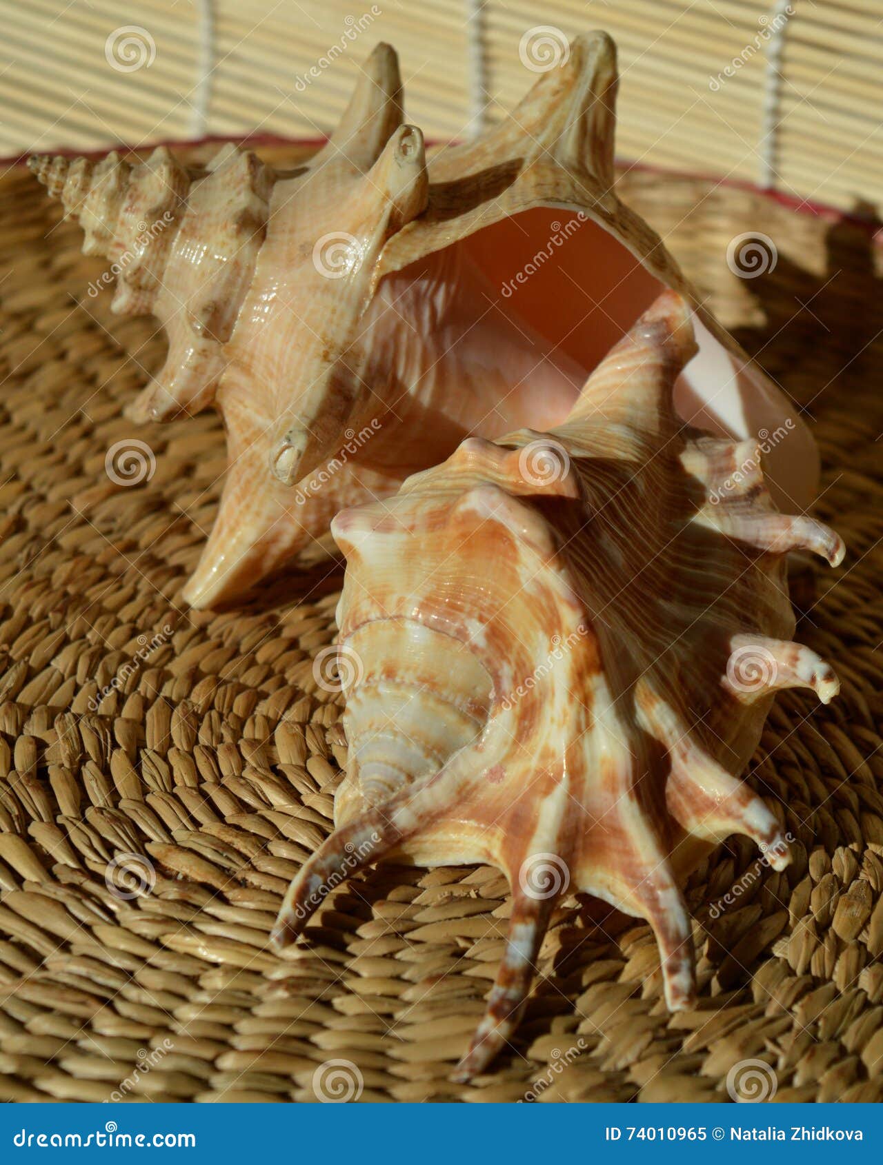 Pair of sea shells stock image. Image of cuba, life, bottom - 74010965