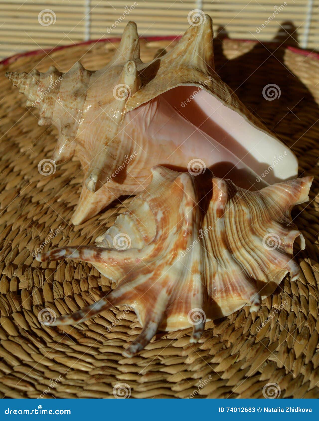 Sea shells stock image. Image of spiny, tropical, paradise - 74012683