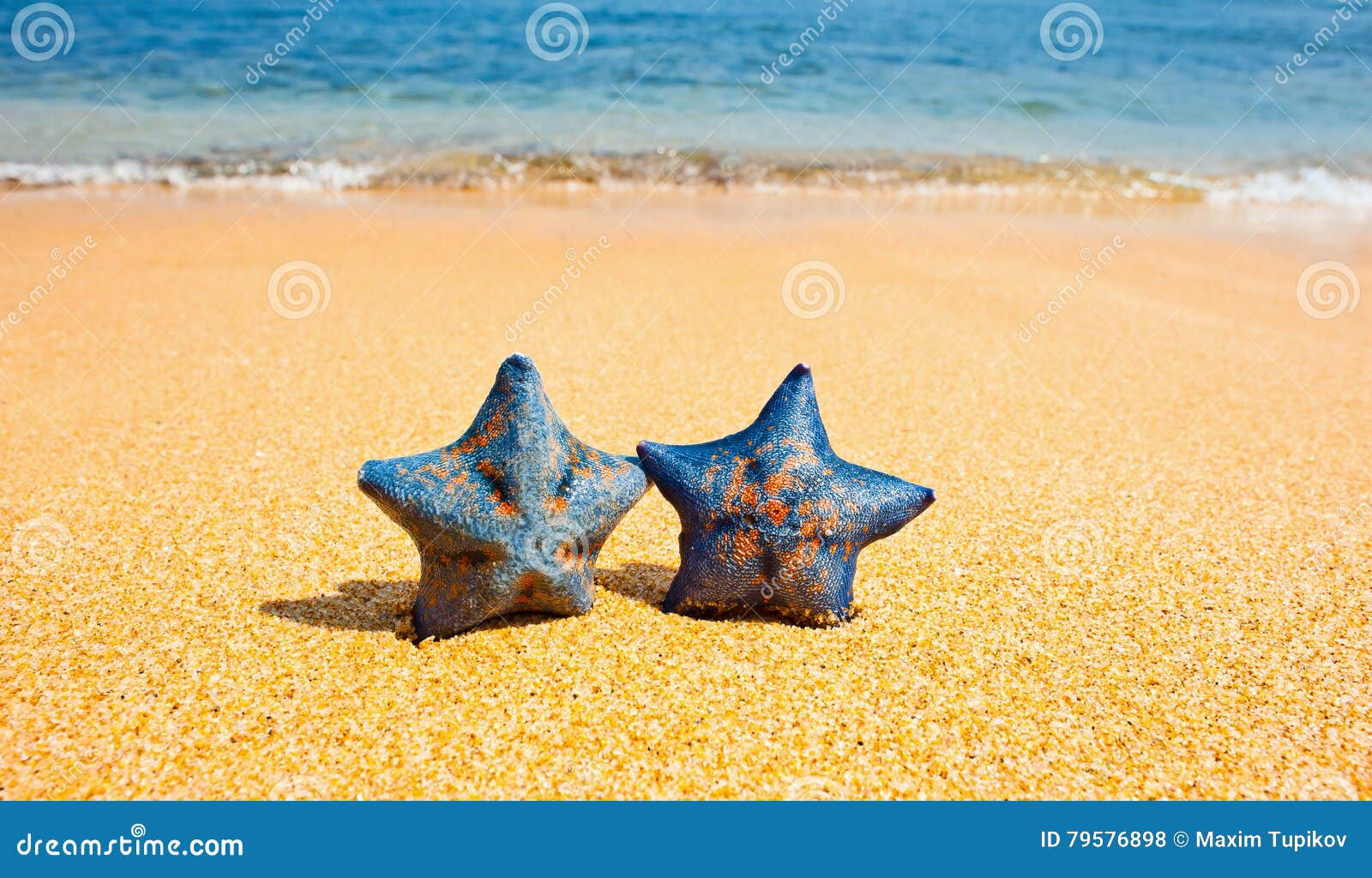 Pair of Sea Stars at the Sand Beach Stock Photo - Image of outside ...