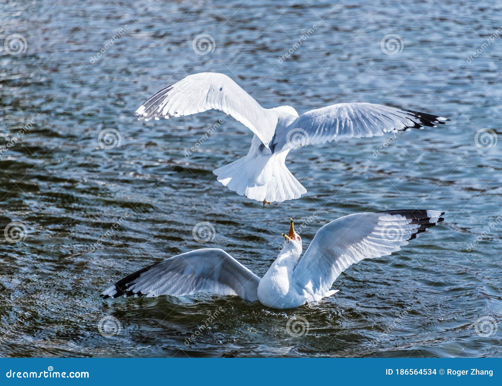 Fighting seagulls stock photo. Image of park, motion - 186564534