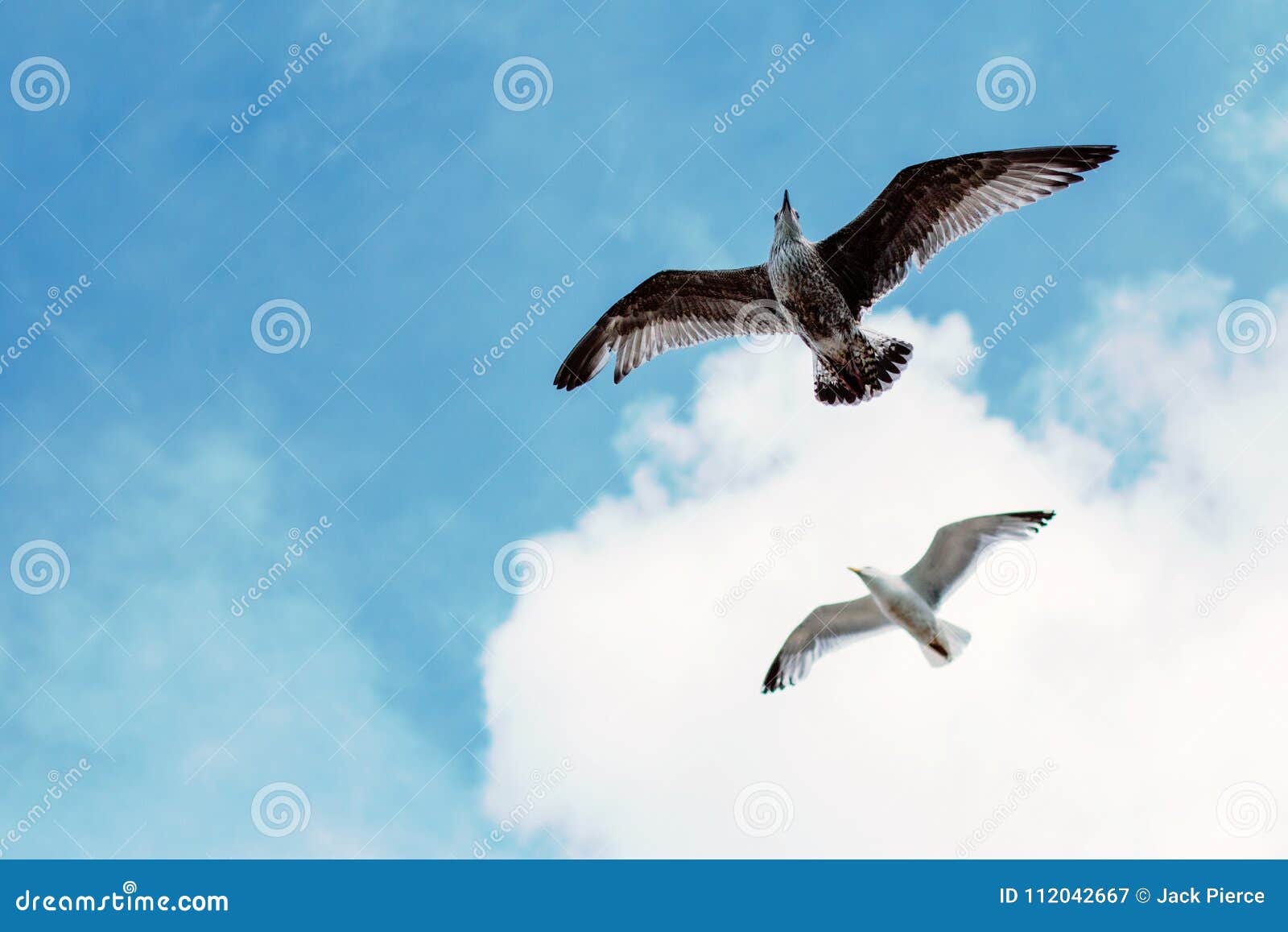 Seagulls on Brighton beach stock image. Image of sussex - 112042667