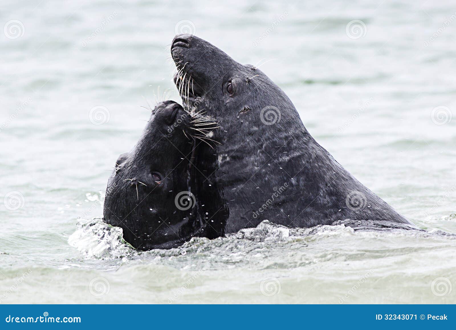 Pair seal stock image. Image of pair, playing, young - 32343071