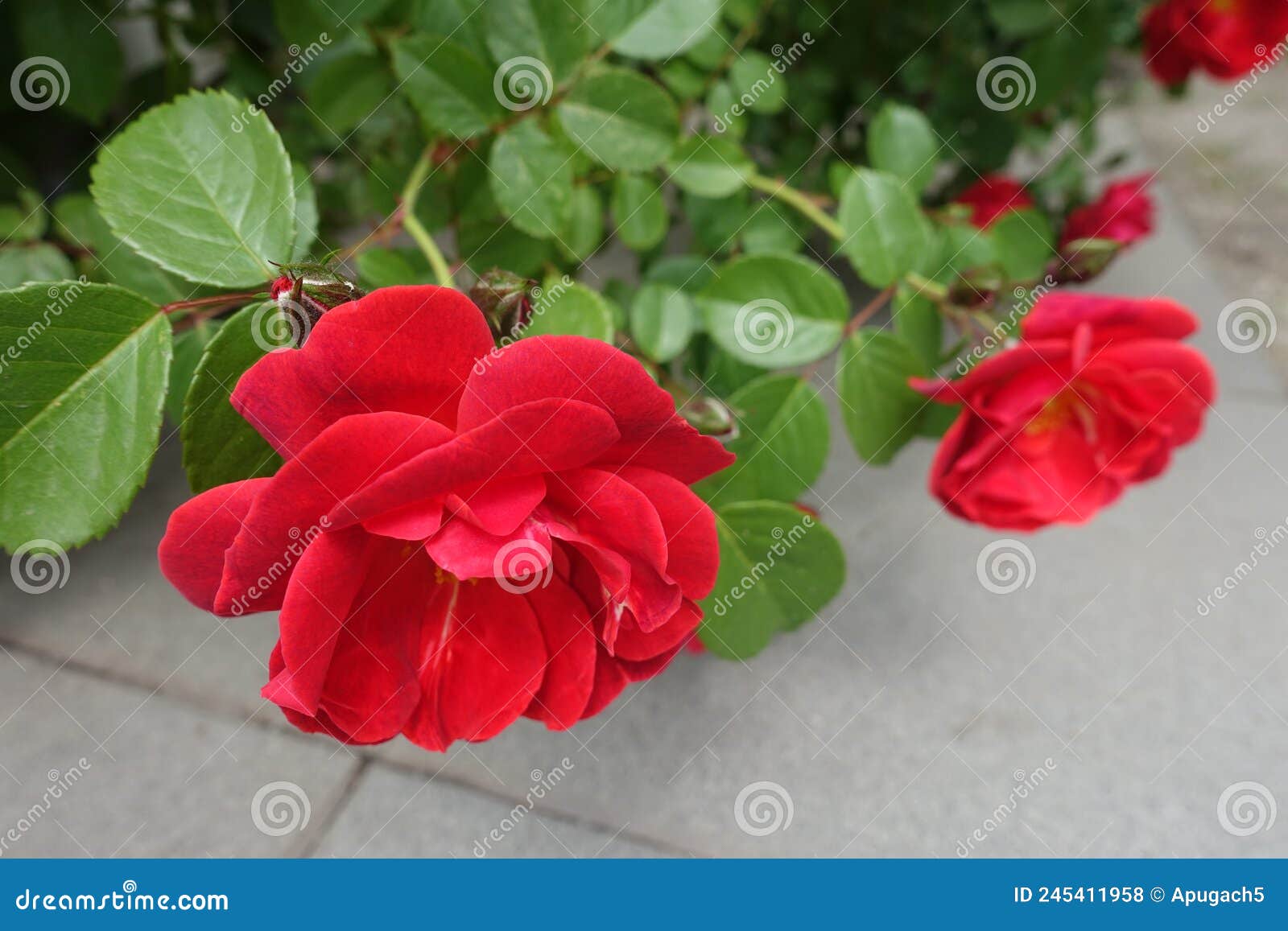 Pair of Semi Double Flowers of Red Rose Stock Photo - Image of ...