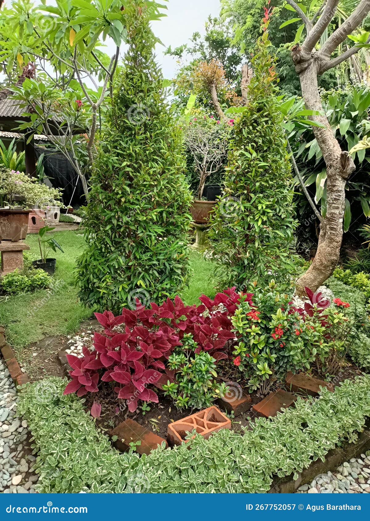 A Pair of Shady Red Shoots of Trees Stock Image - Image of backyard ...