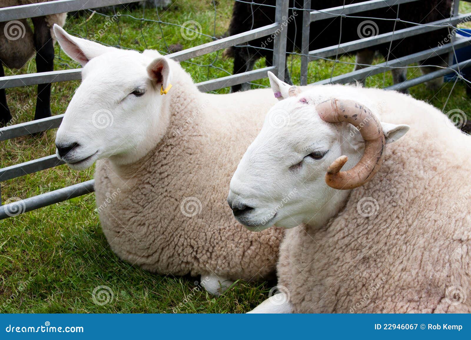Pair of Sheep at Agricultural Show Stock Image - Image of horn, fence ...