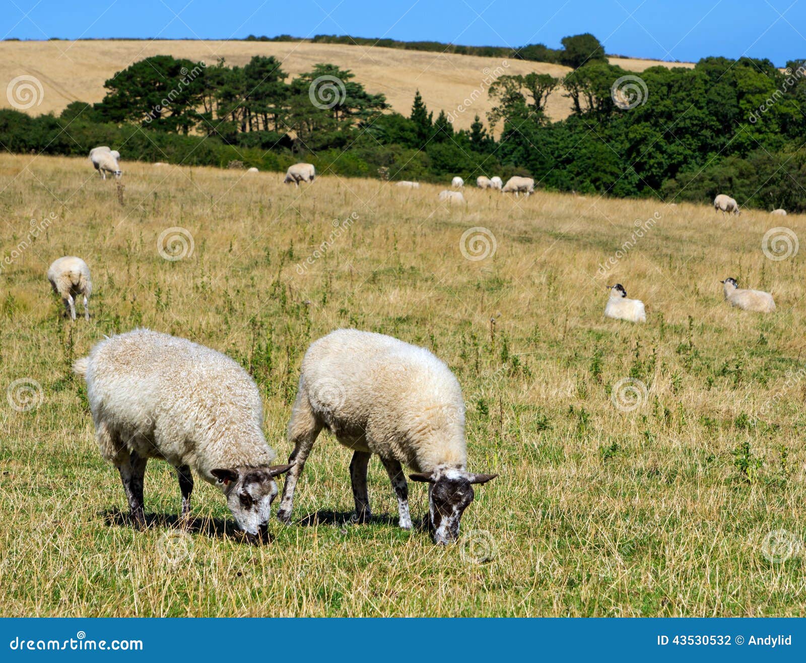 Pair of Sheep stock photo. Image of agriculture, mammal - 43530532
