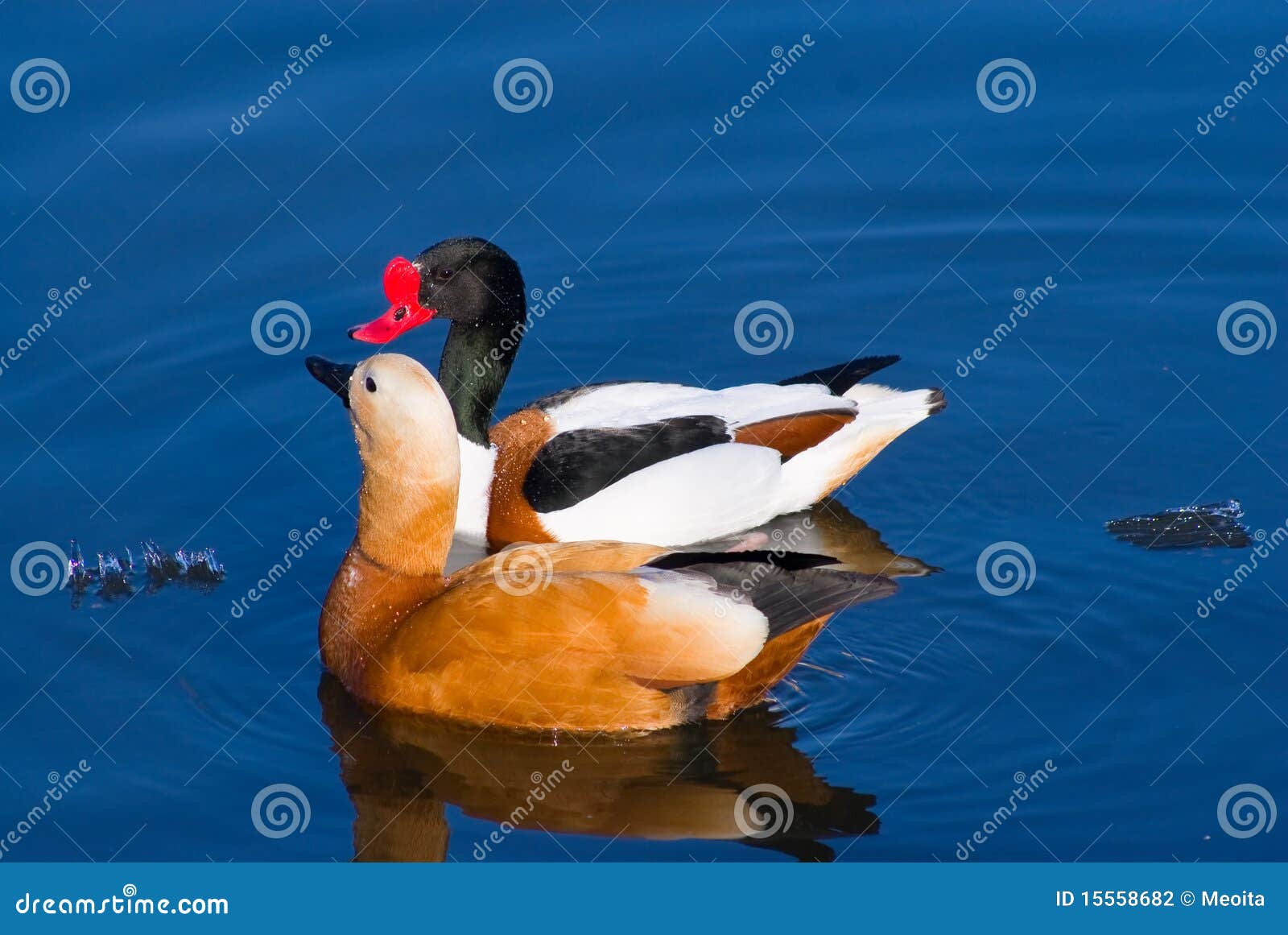 A pair of shelducks stock photo. Image of blue, circles - 15558682