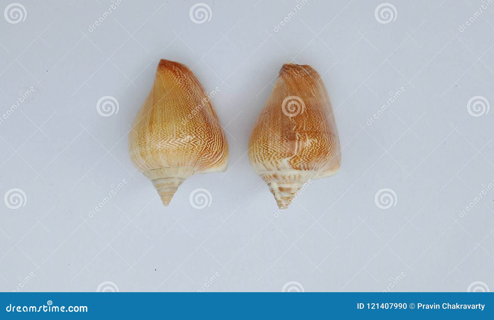 Pair of Shells with Grey Textured Background Wallpaper, Stock Photo ...