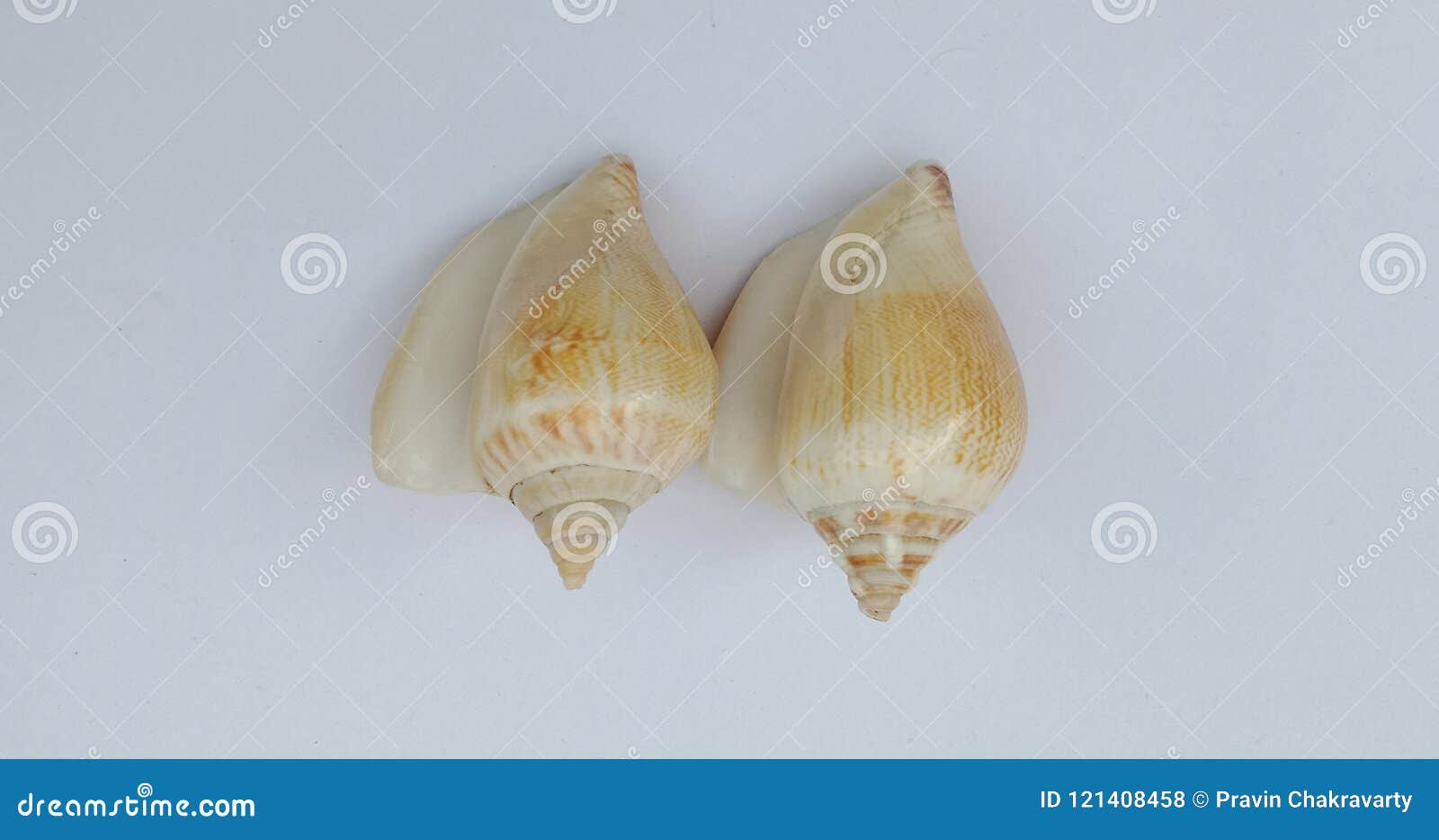 Pair of Shells with Grey Textured Background Wallpaper, Stock Photo ...