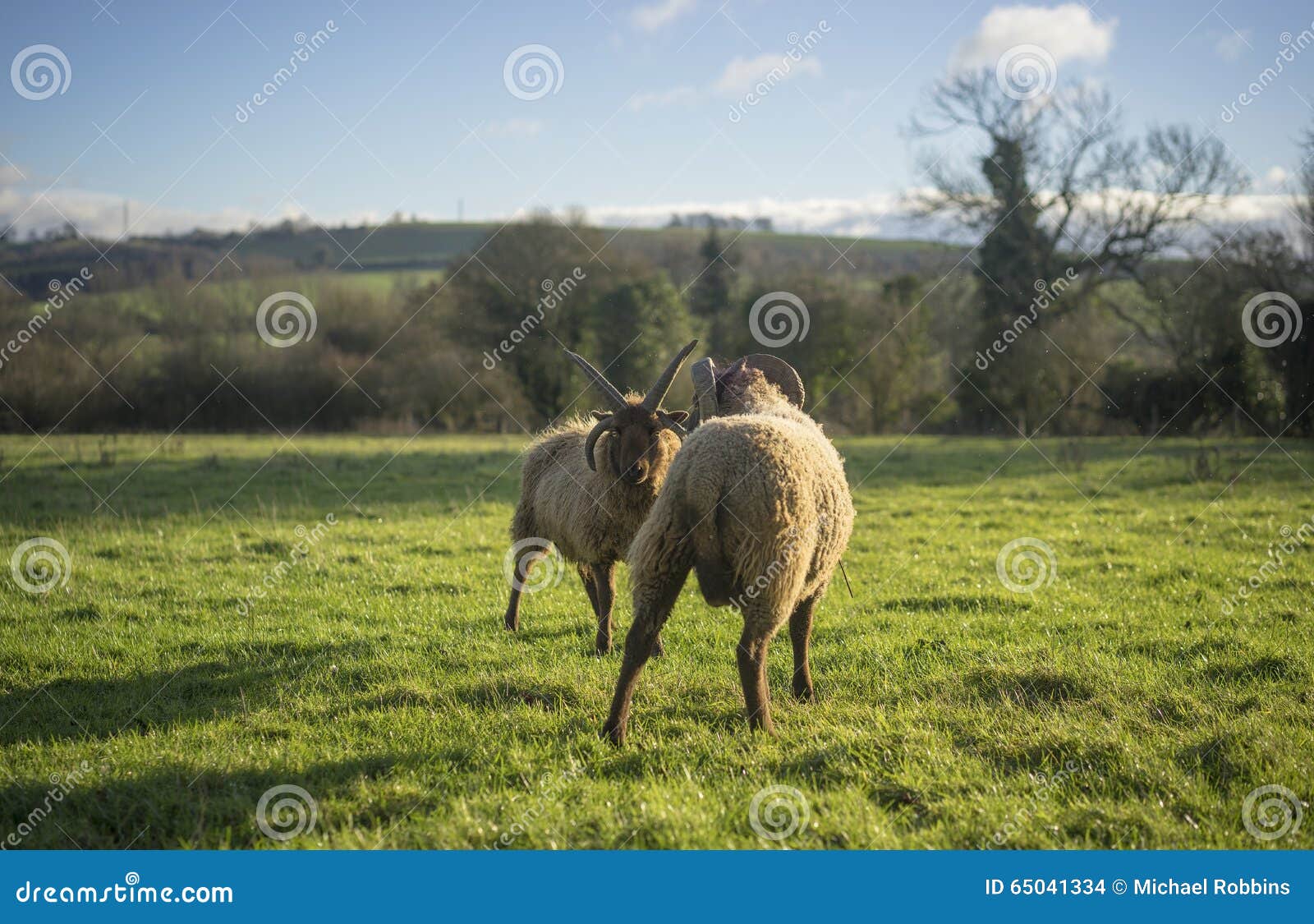 Pair of Shetland Sheep stock photo. Image of moor, shetland - 65041334