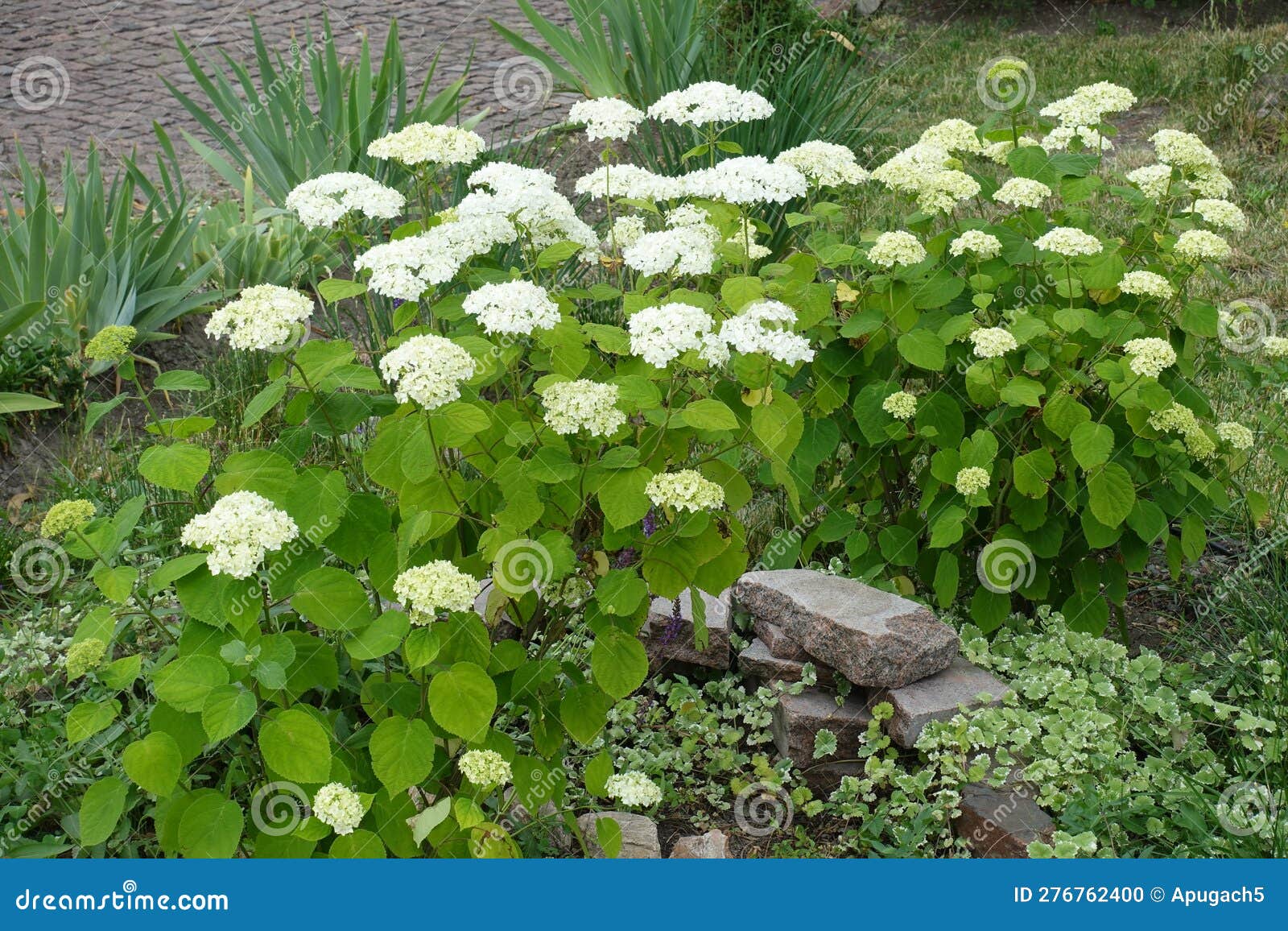 Pair of Shrubs of Hydrangeas in Full Bloom in June Stock Photo - Image ...