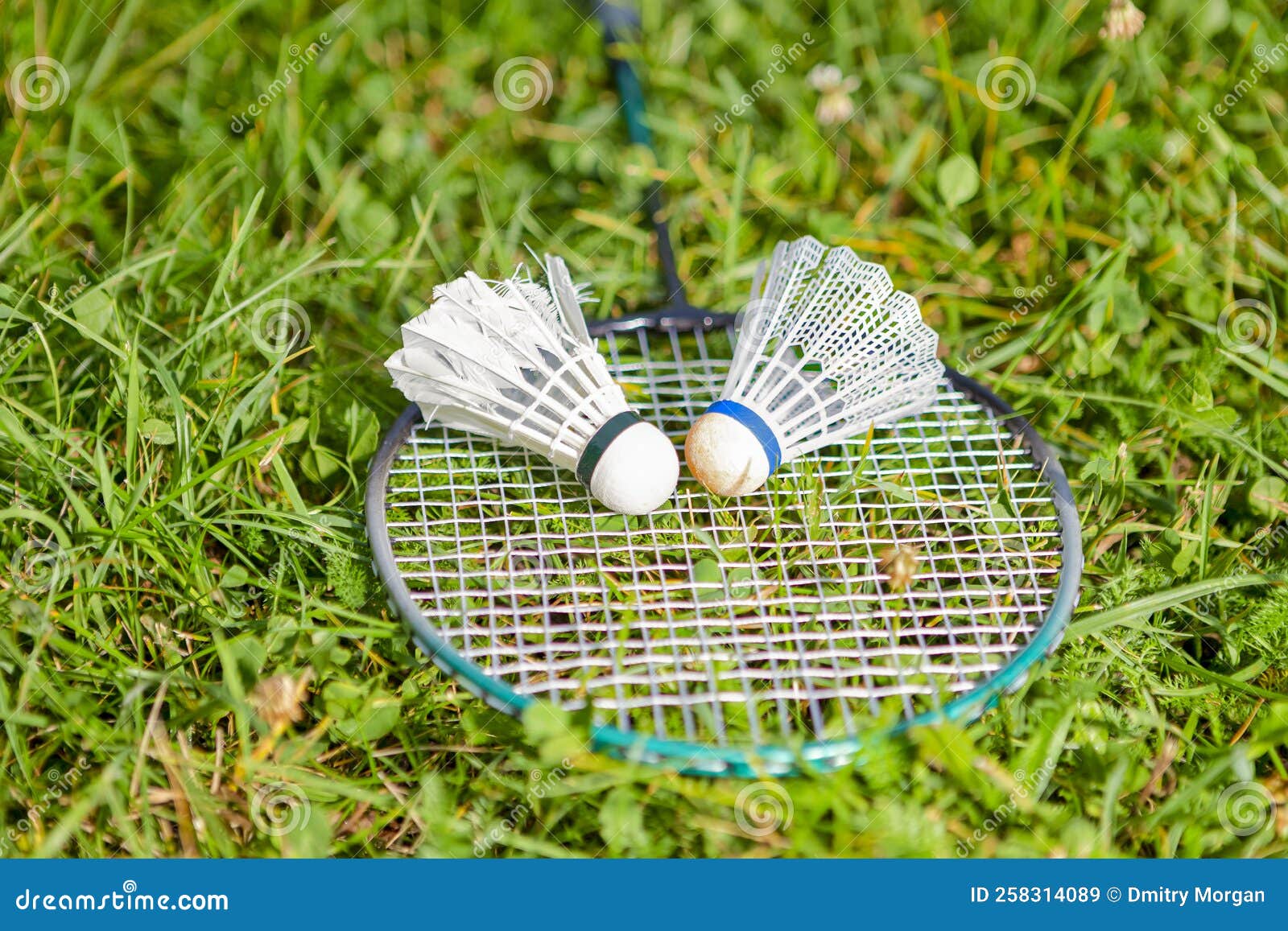 Pair Of Shuttlecocks On Badminton Racket Royalty-Free Stock Photo ...