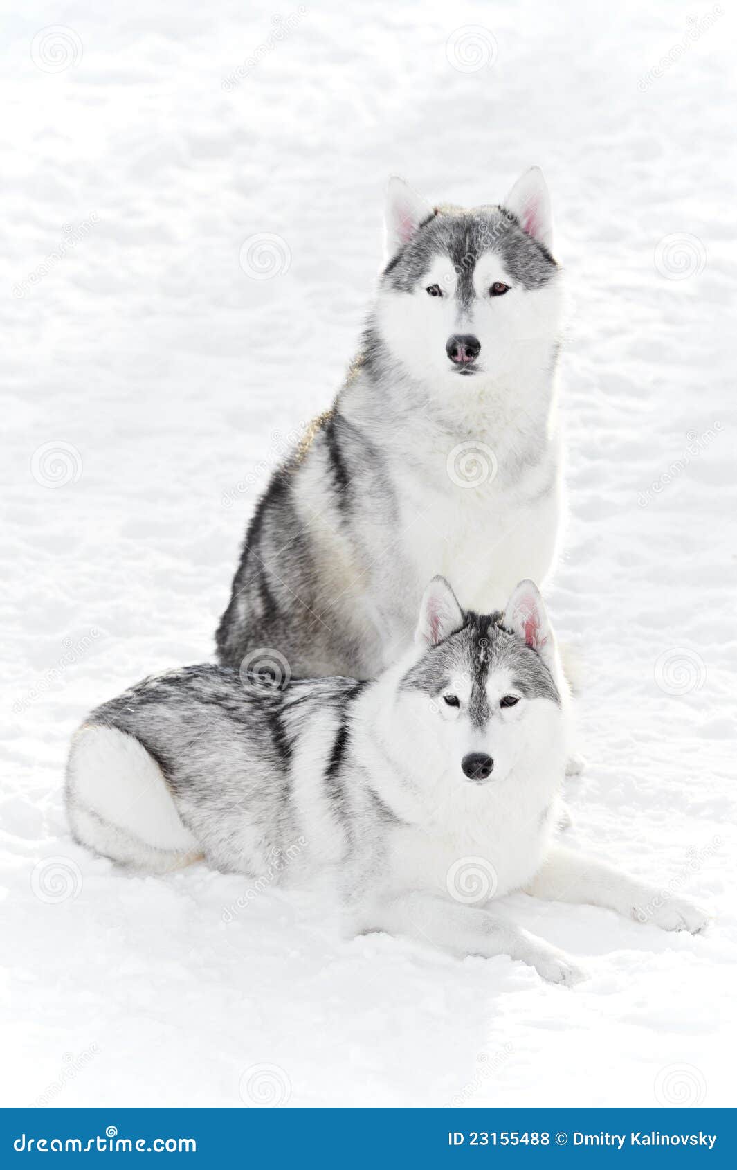 Pair of Siberian Husky Dog at Winter Stock Photo - Image of outdoors ...