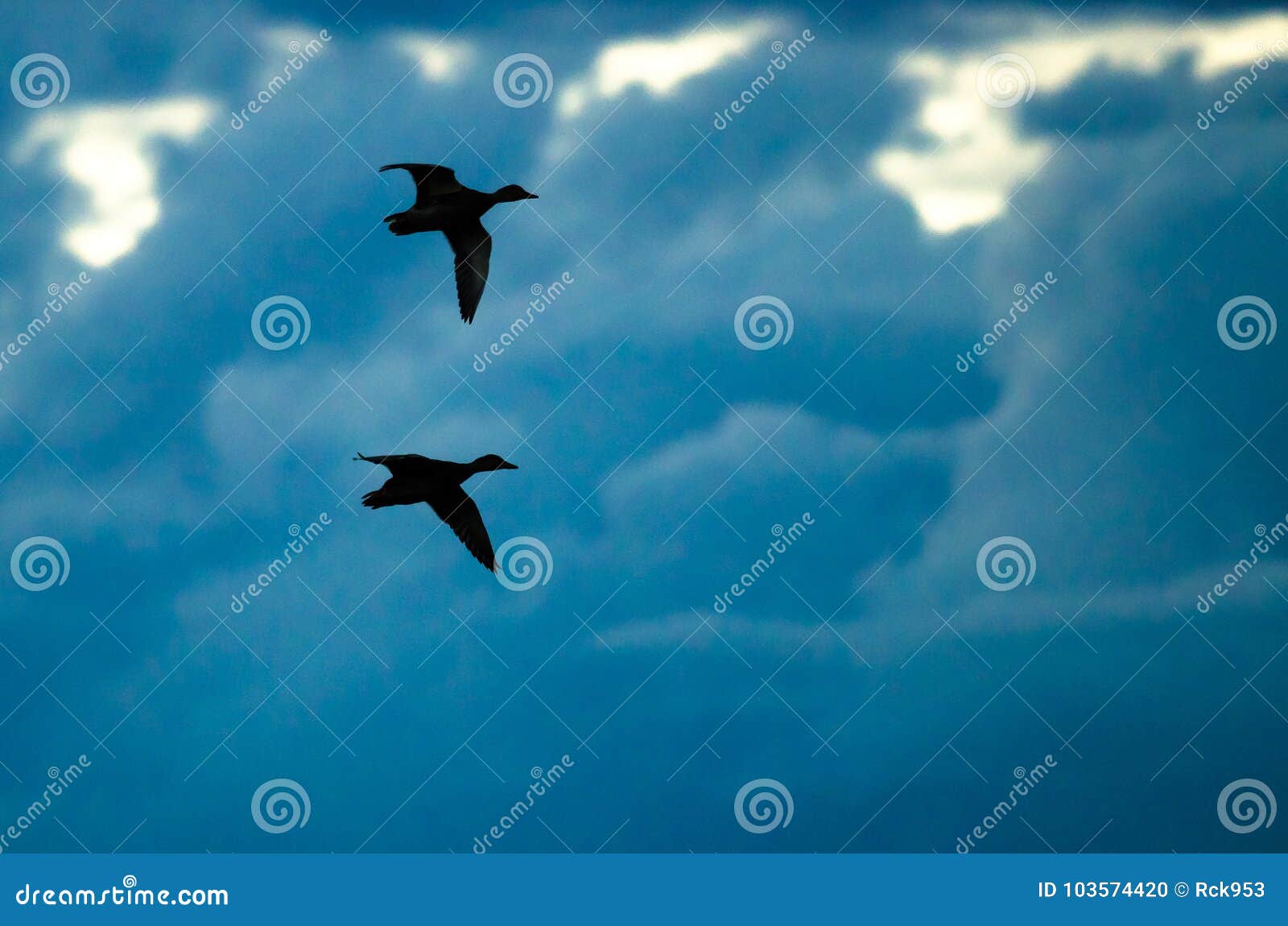 Pair of Silhouetted Ducks Flying in the Dark Evening Sky Stock Photo ...