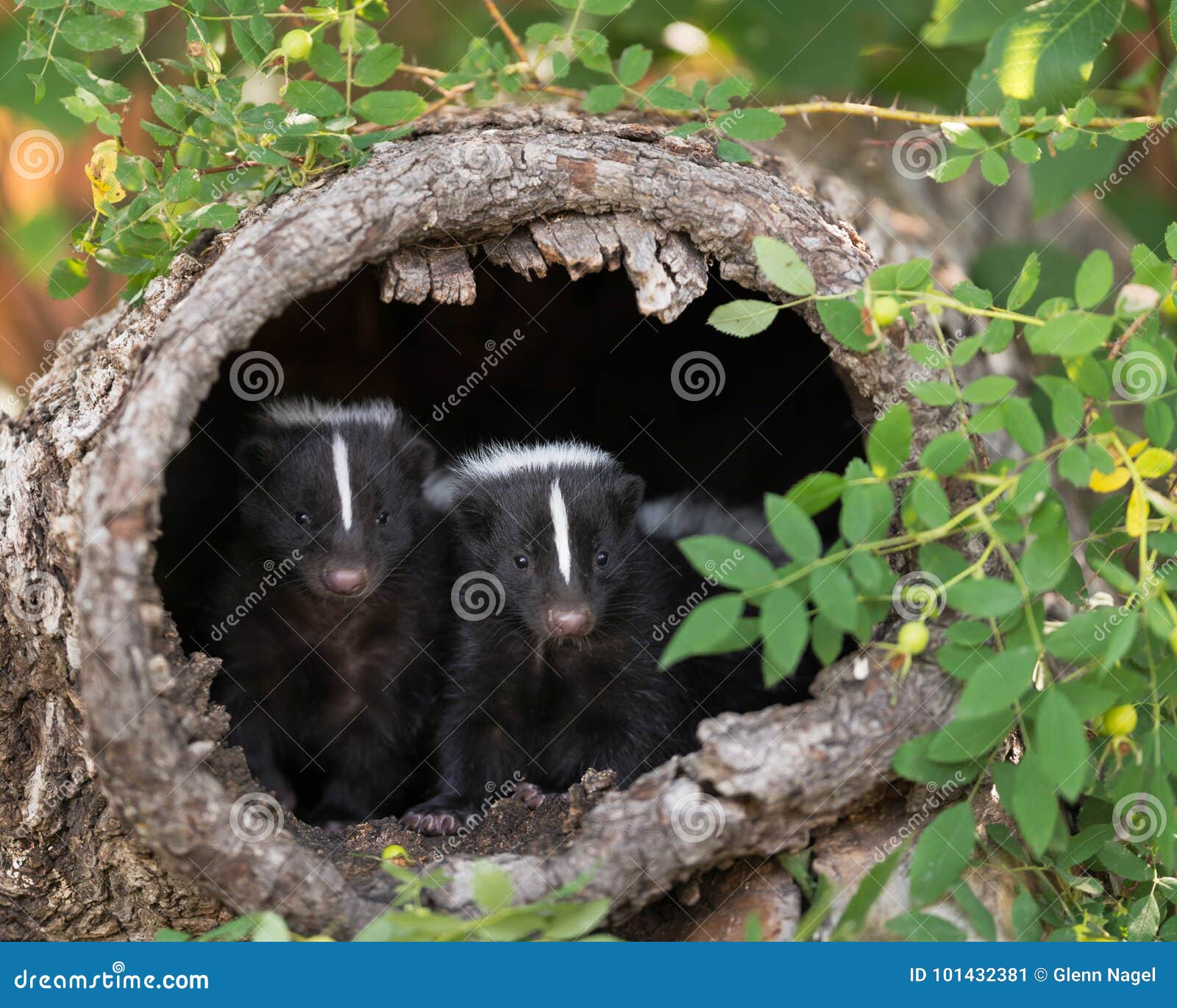 Two skunks in a tree trunk stock image. Image of outdoors - 101432381