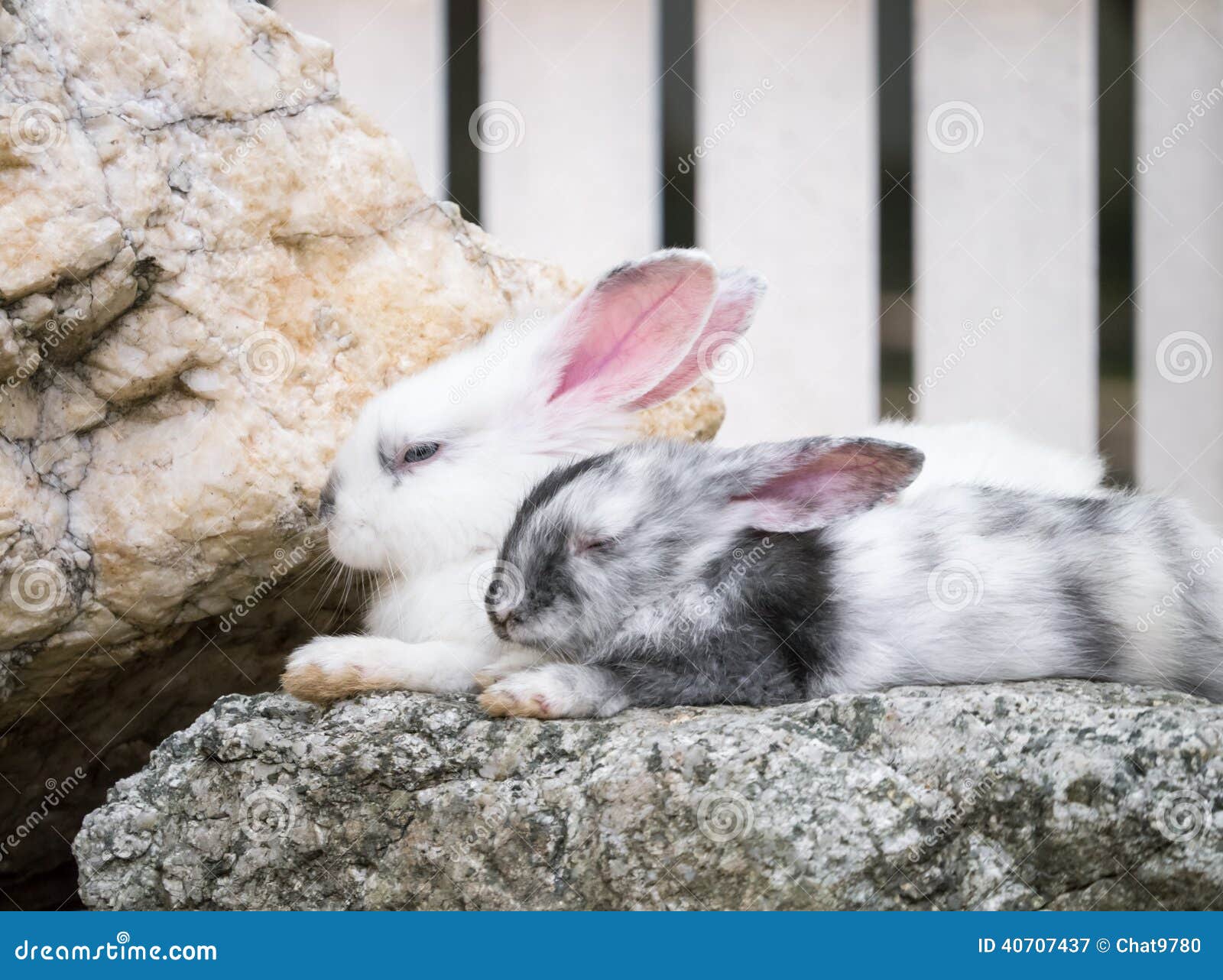 Pair of sleeping rabbits stock image. Image of sleeping - 40707437