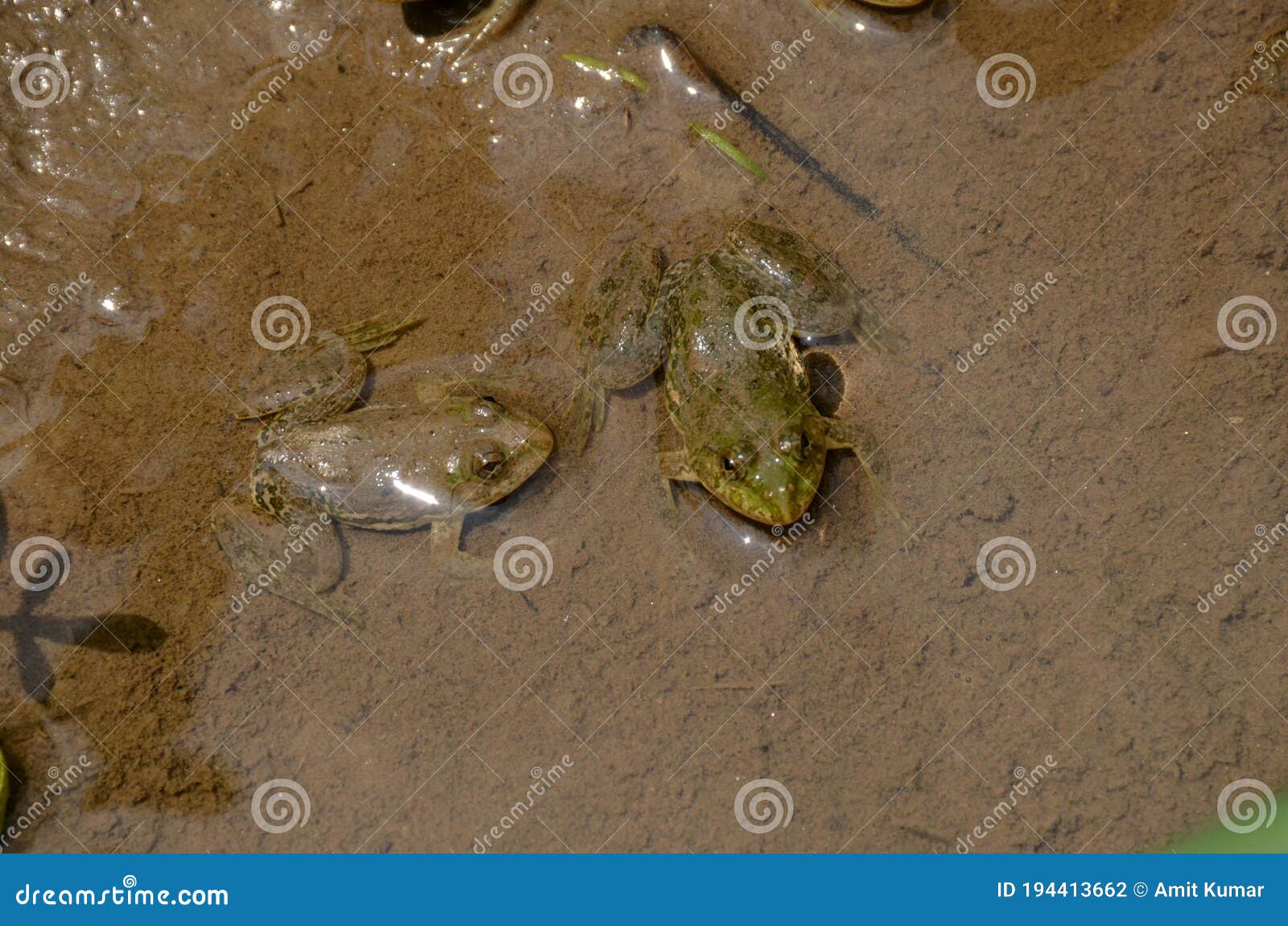 The Pair of Small Brown Frog Melt with Clay in the Water Stock Photo ...