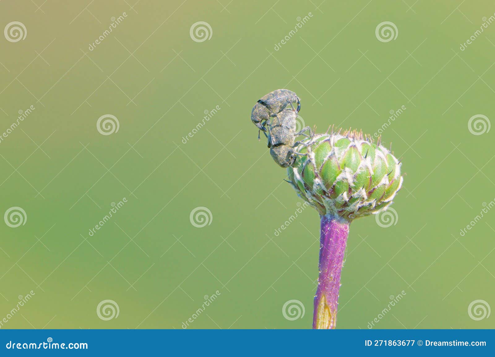 Mating weebil stock image. Image of curculionidae, life - 271863677