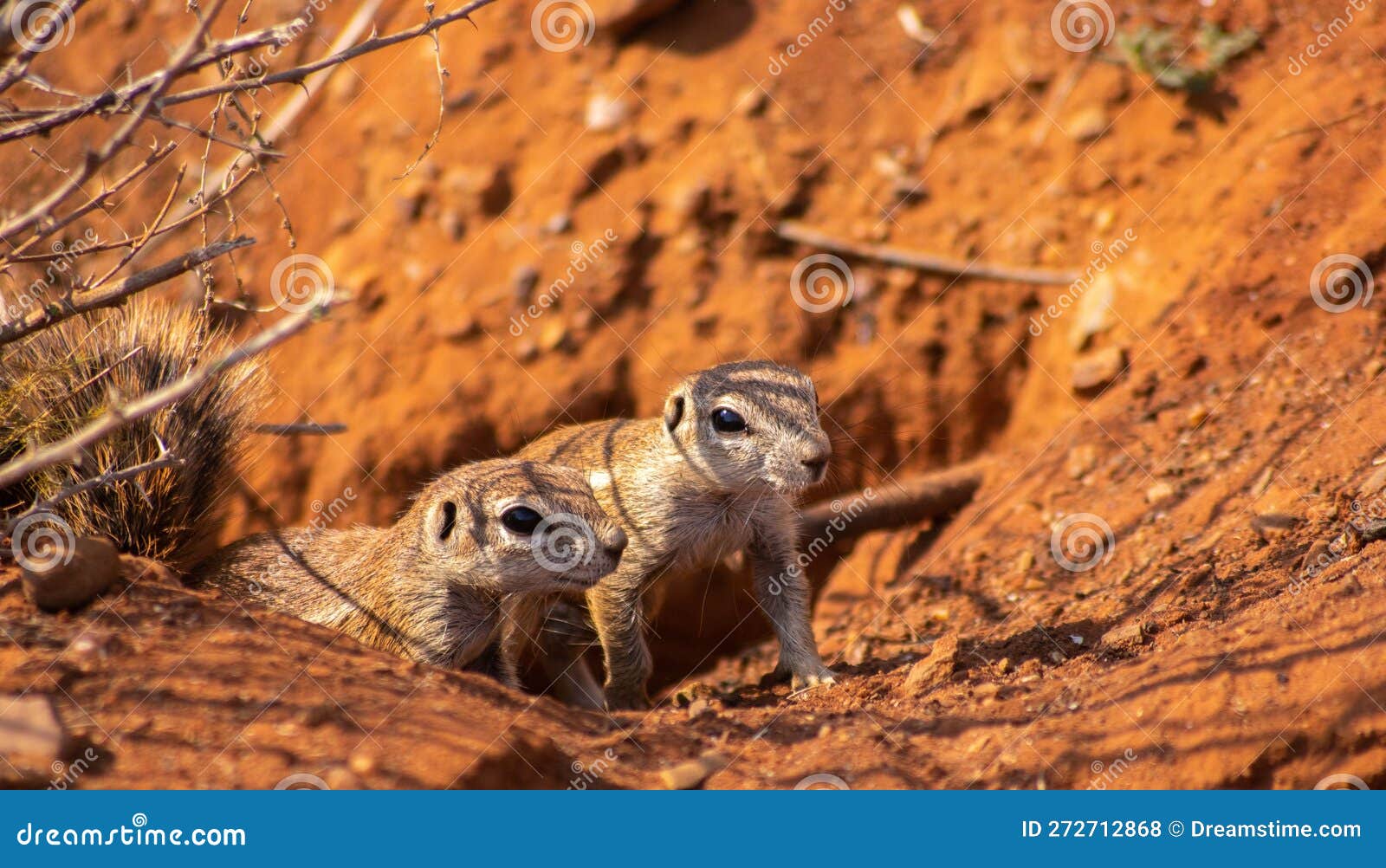 Pair of Small Ground Gophers are Curiously Peeking Out from Underneath ...