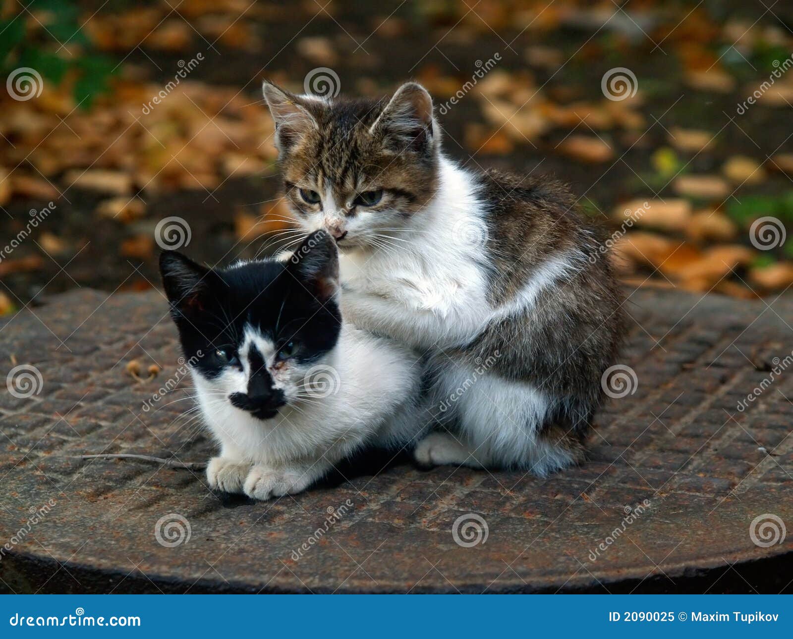 Pair of small kitty stock image. Image of felis, forest - 2090025